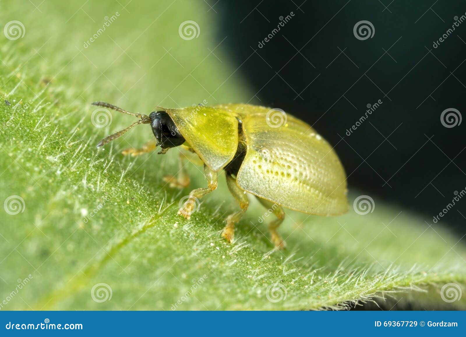 Tortoise Shell Beetle stock image. Image of background - 69367729