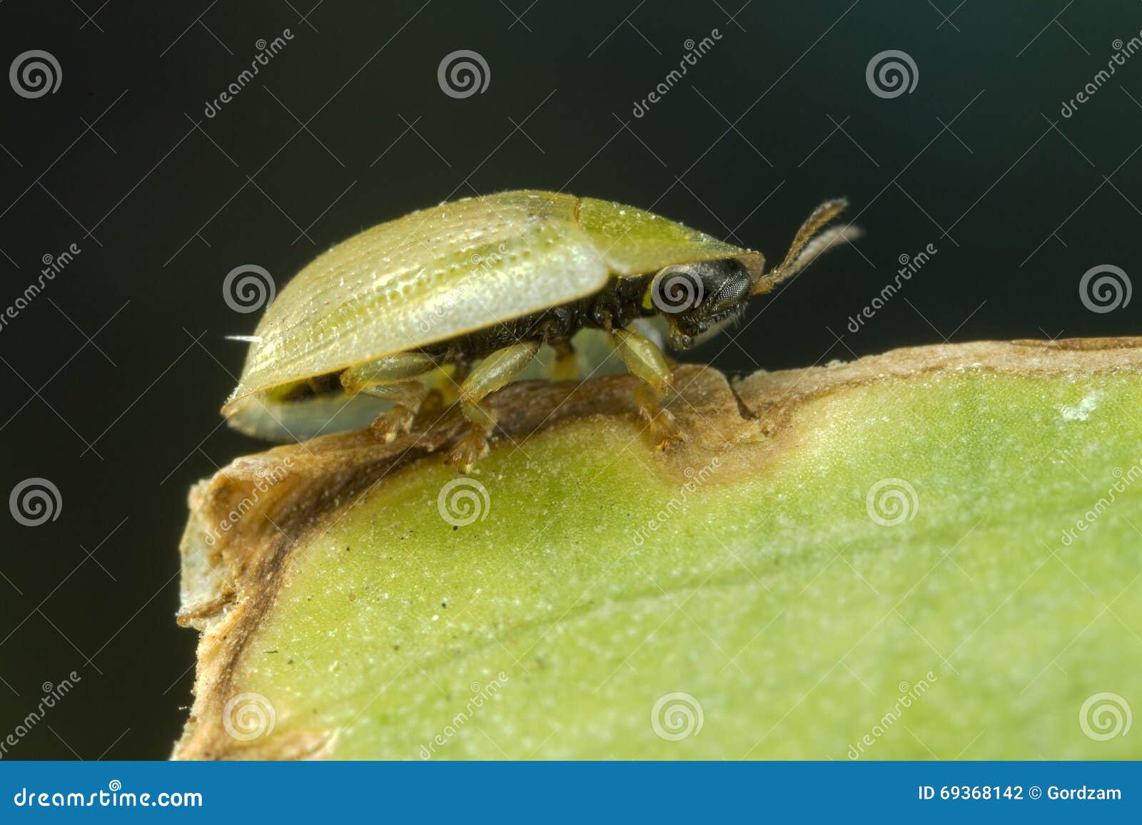 Tortoise Shell Beetle stock photo. Image of close, nature - 69368142