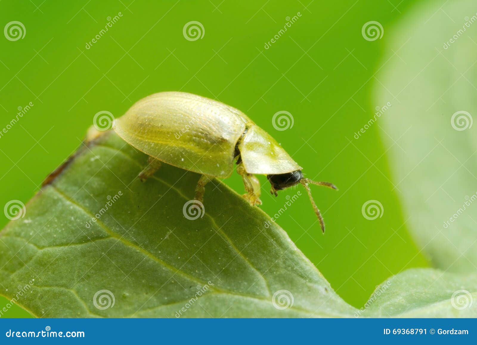 Tortoise Shell Beetle stock image. Image of education - 69368791