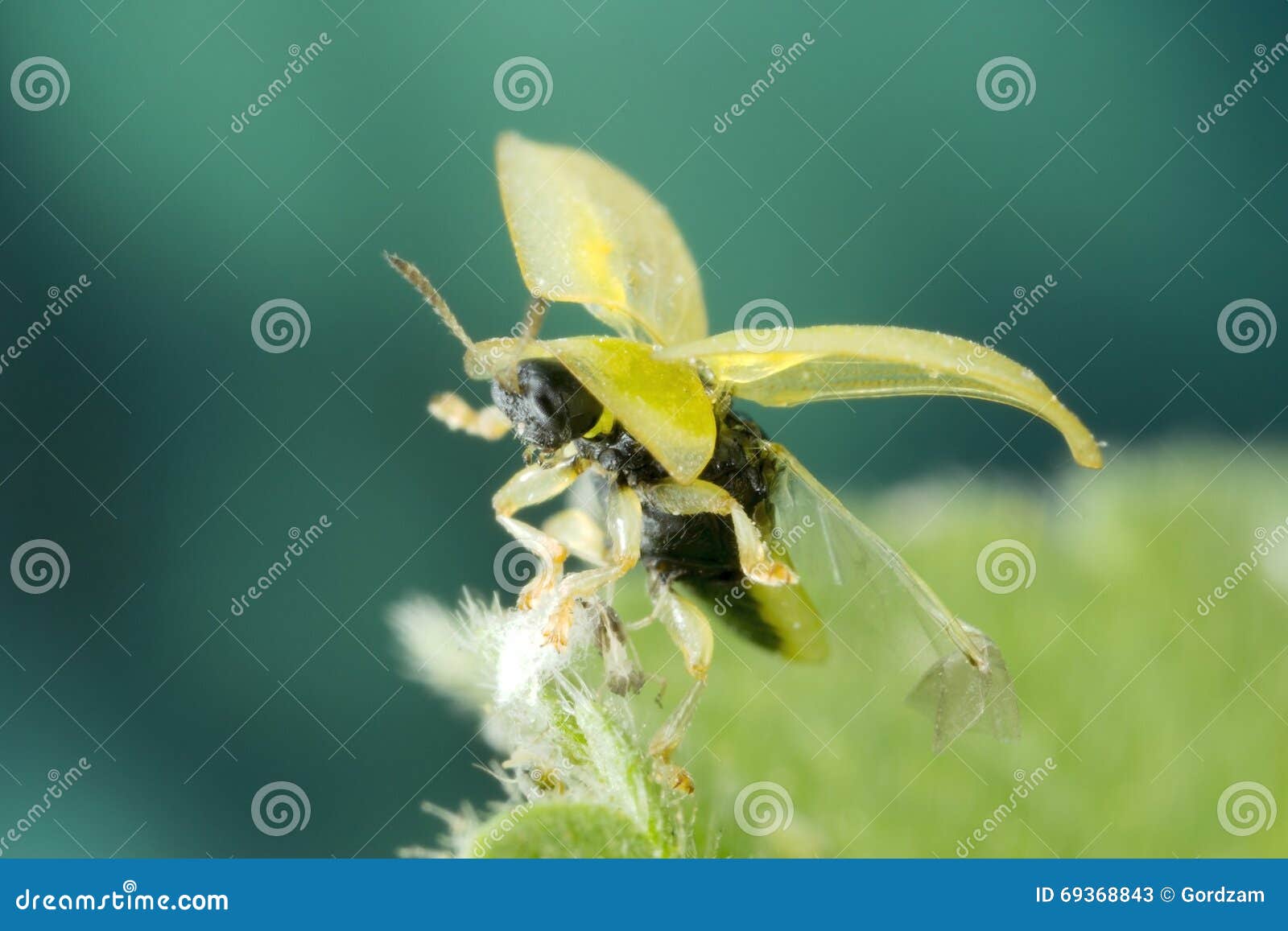 Tortoise Shell Beetle stock image. Image of strange, outdoor - 69368843
