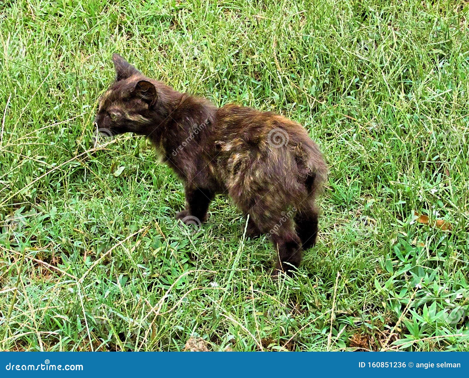 Tortoise Shell Bobtail Manx Kitten Outdoors Stock Photo - Image of manx ...