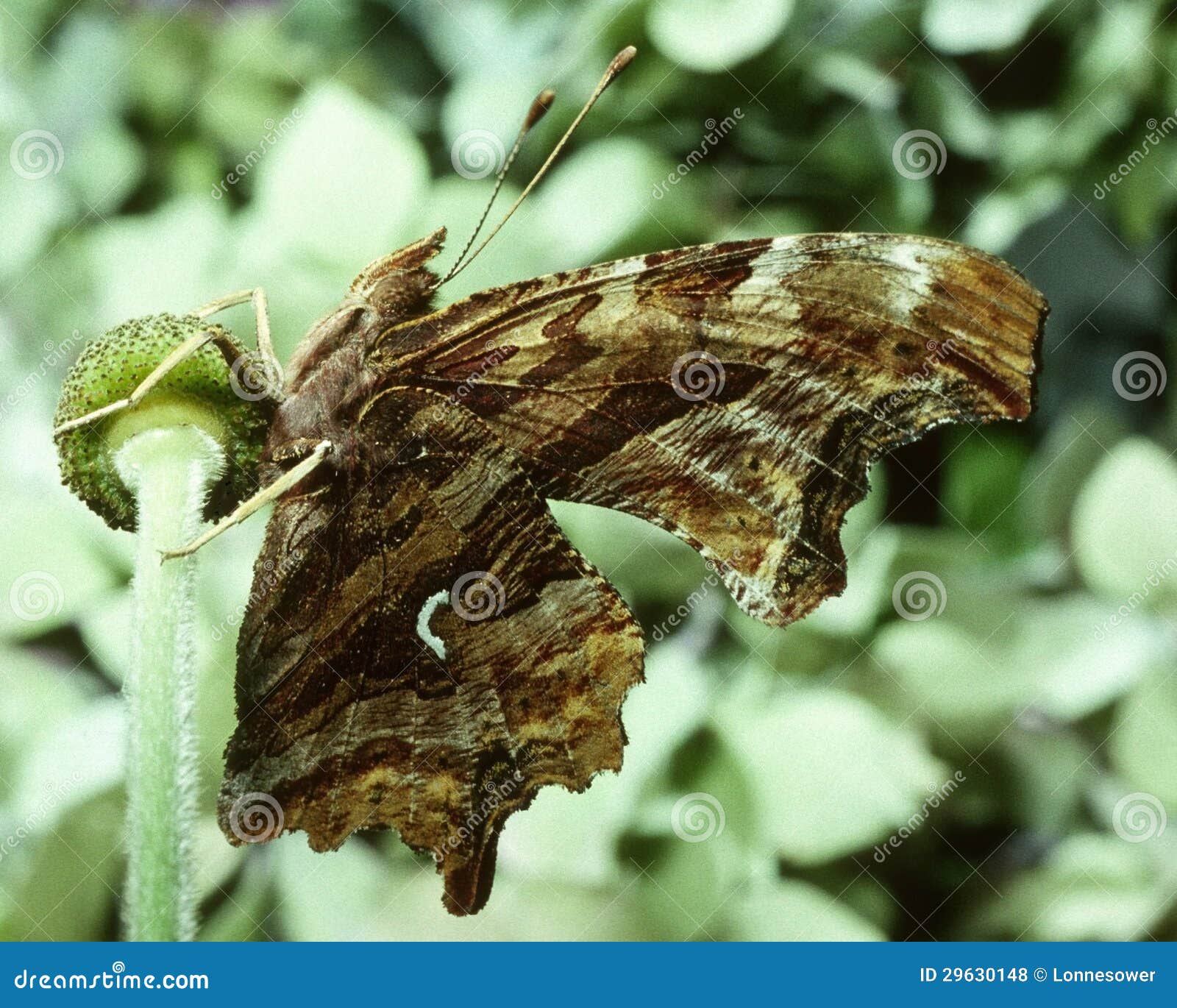 Tortoise shell butterfly stock photo. Image of flower - 29630148