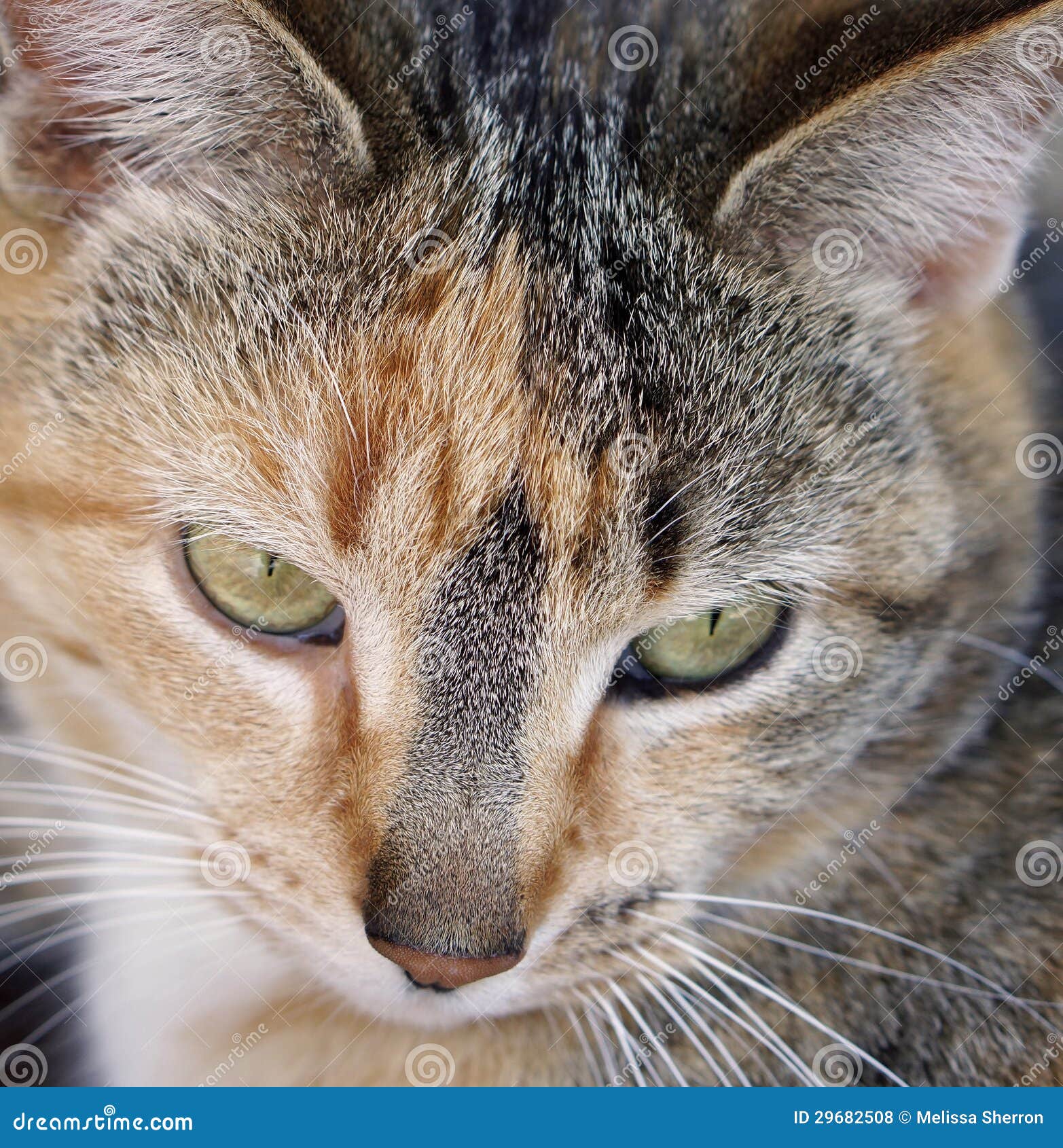 Tortoise shell cat stock photo. Image of tortoise, feline - 29682508