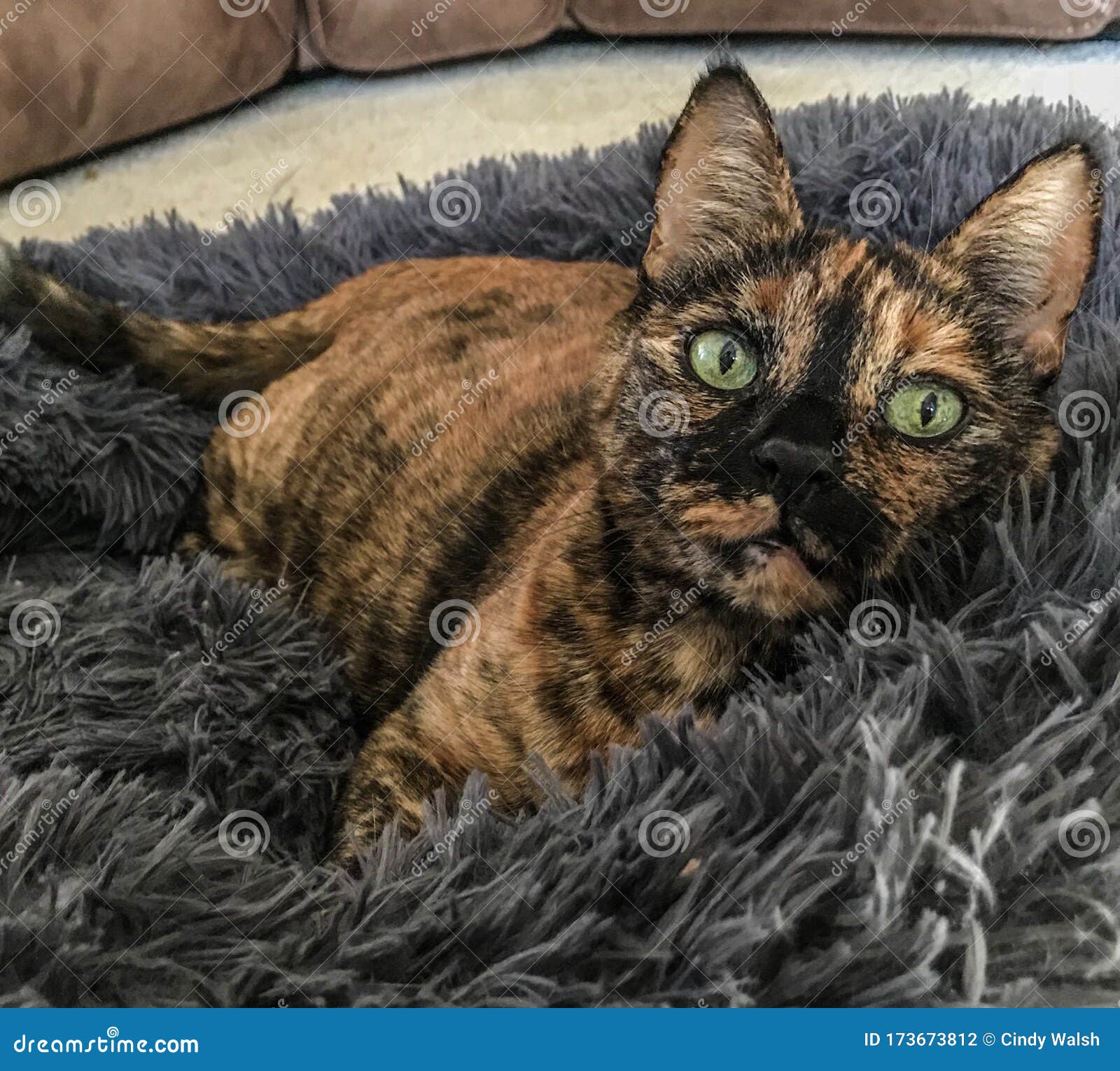 Tortoise shell cat stock photo. Image of feline, tortoise - 173673812