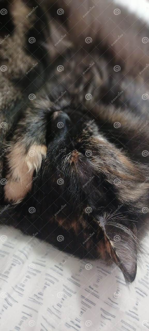 Tortoise Shell Cat stock photo. Image of sleepycat, kitten - 284542988