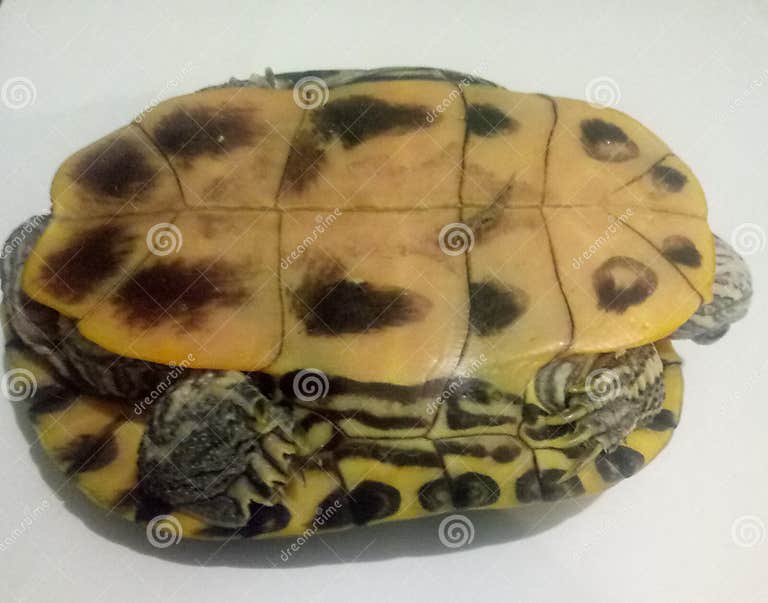 Tortoise shell stock image. Image of wildlife, background - 136358159