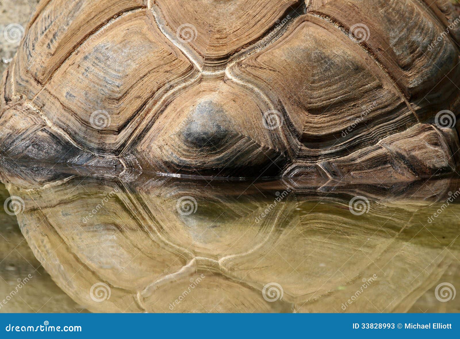 Tortoise Shell stock image. Image of reptile, pond, posing - 33828993