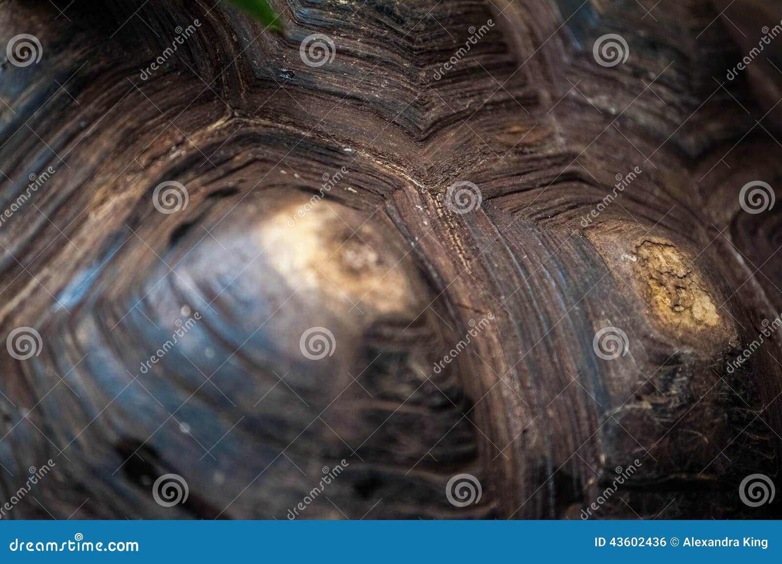 Tortoise shell stock photo. Image of design, textured - 43602436