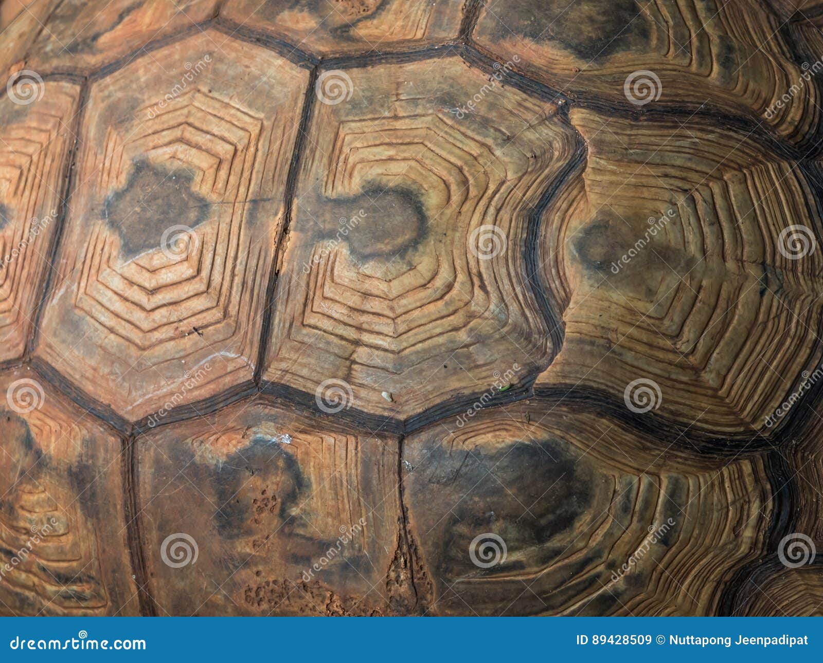 Tortoise shell stock image. Image of skin, domed, natural - 89428509