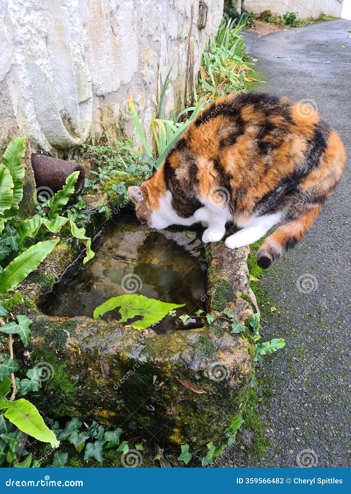 Tortoise Shell Coloured Cat Drinking from Stone Water Trough in Street ...