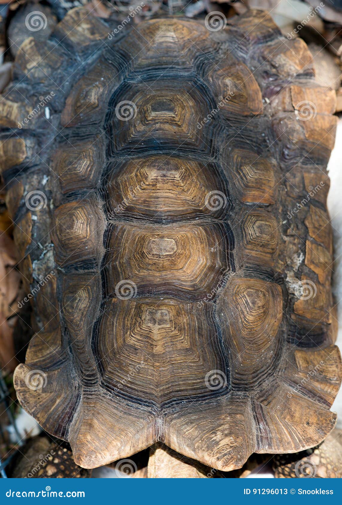 Tortoise shell stock image. Image of armor, endangered - 91296013