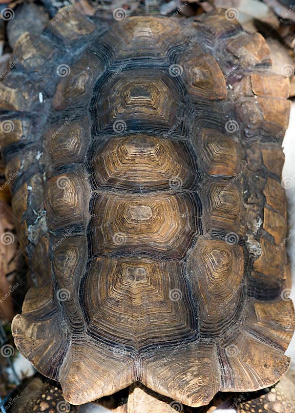 Tortoise shell stock image. Image of armor, endangered - 91296013