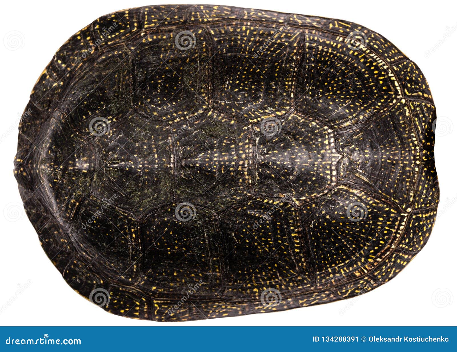 Tortoise Shell, Isolated on a White Background Stock Image - Image of ...