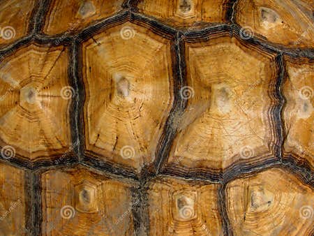 Tortoise Shell Pattern stock photo. Image of philippines - 5797002