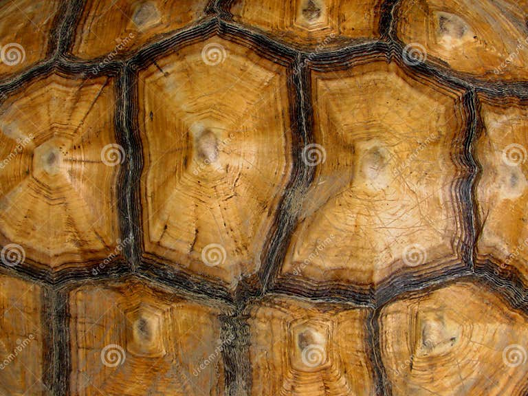Tortoise Shell Pattern stock photo. Image of philippines - 5797002