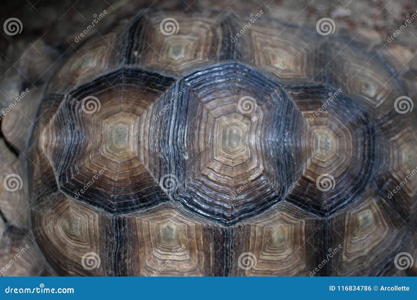 Tortoise Shell Textures stock photo. Image of shapes - 116834786