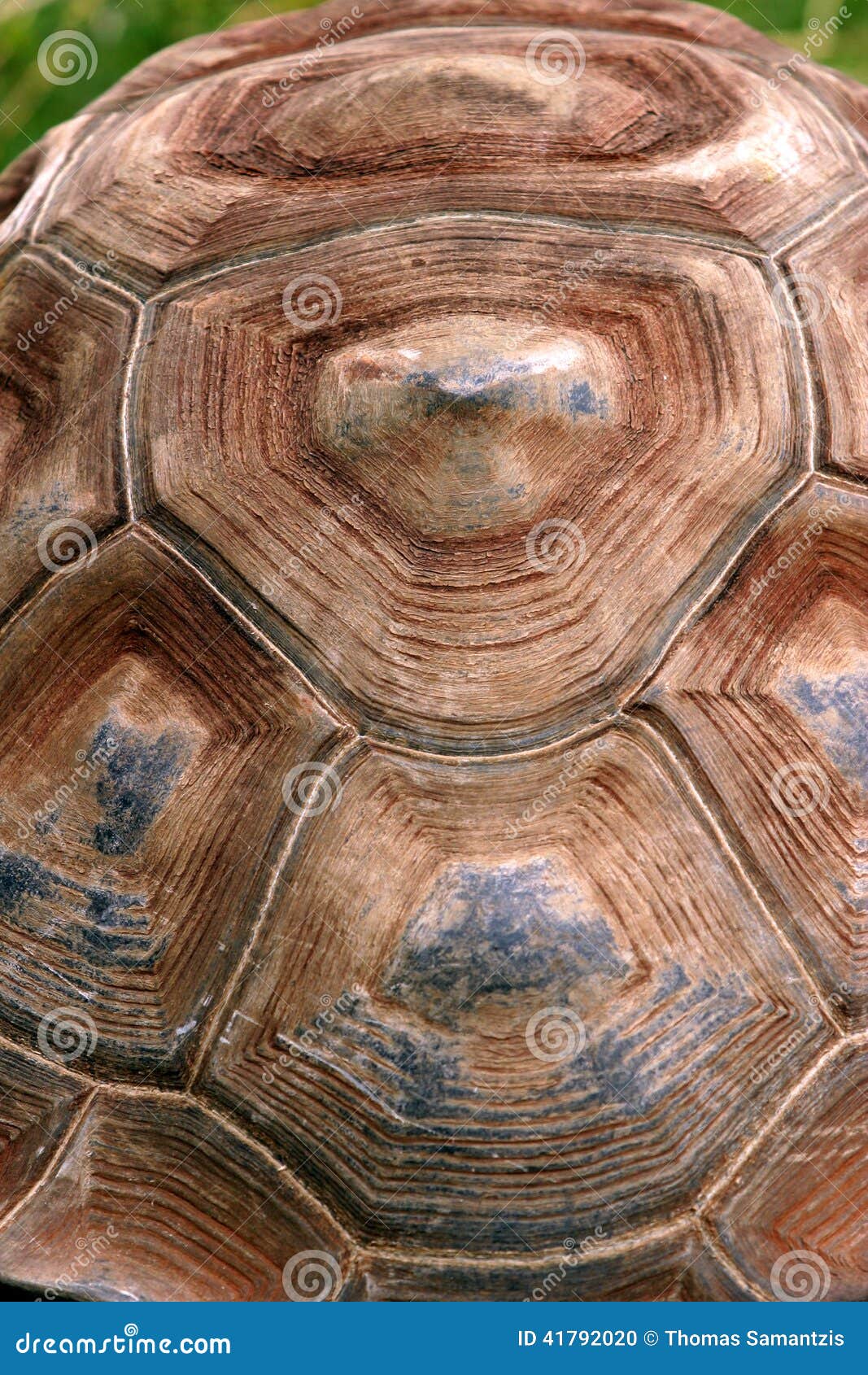 Tortoise shell stock photo. Image of patterns, wild, wildlife - 41792020