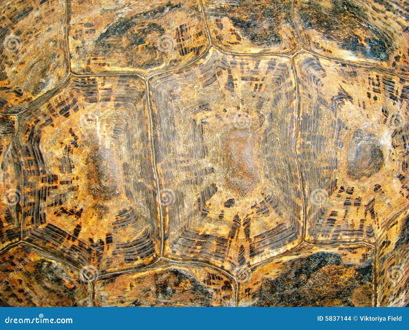 Tortoise shell texture stock photo. Image of closeup, nature - 5837144