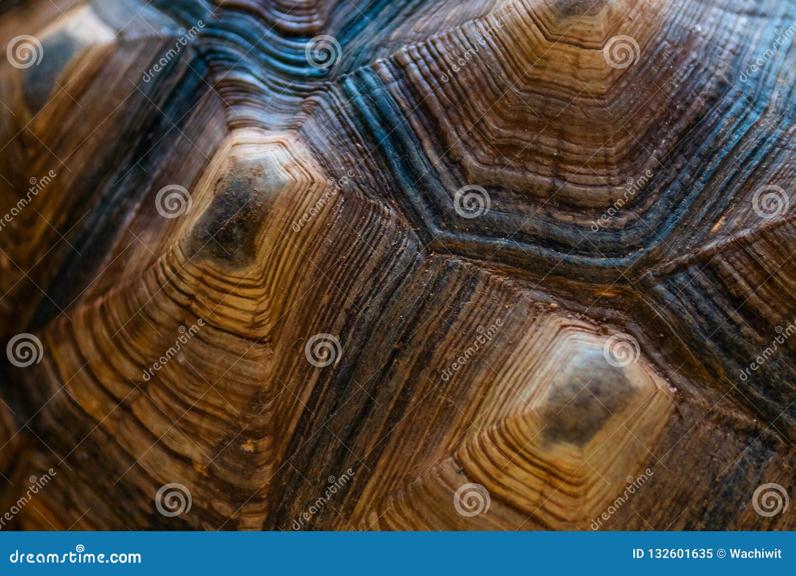 Tortoise Shell texture stock image. Image of geometric - 132601635