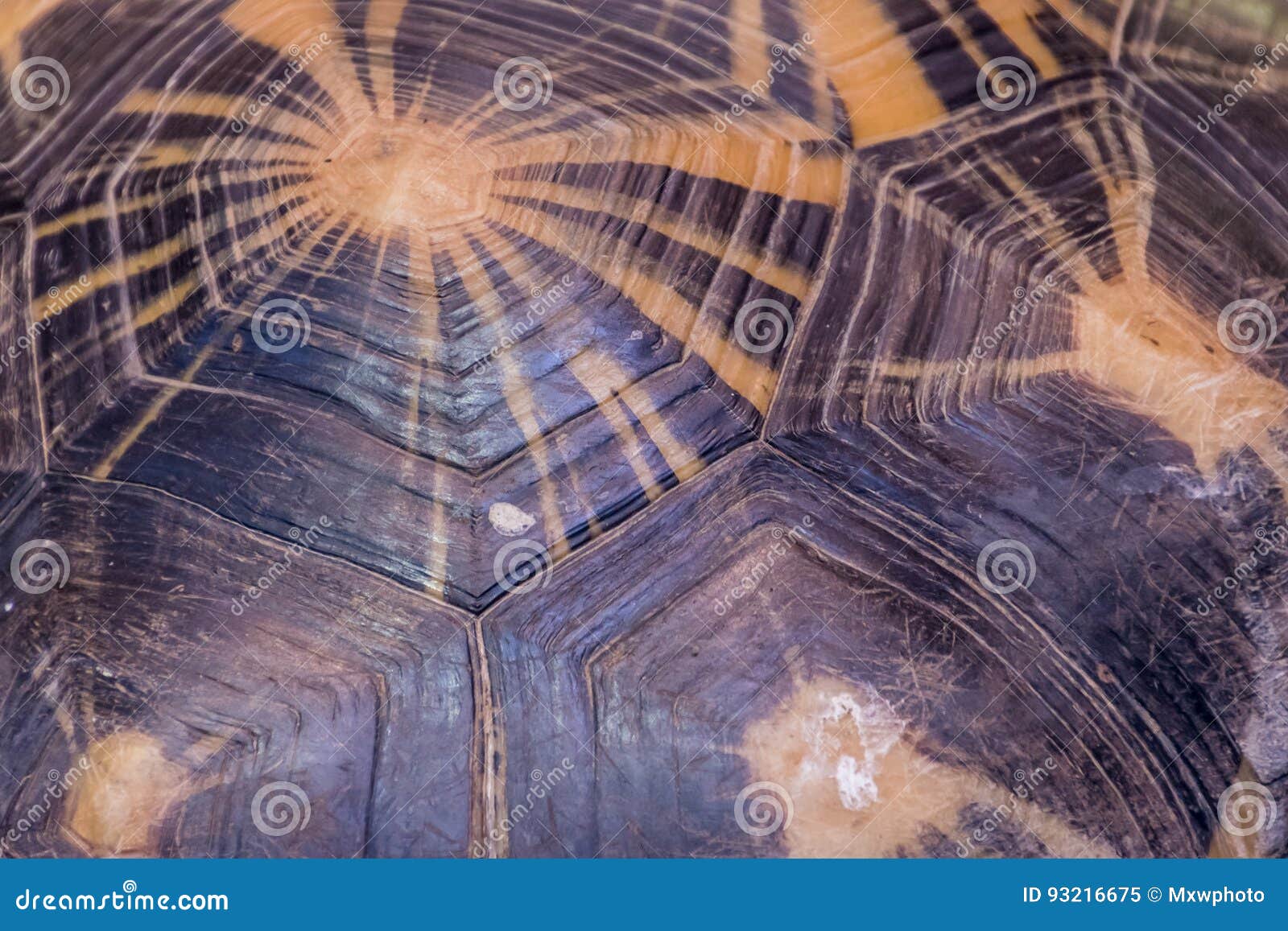 Tortoise Shell Turtle Black and Yellow Pattern Stock Image - Image of ...