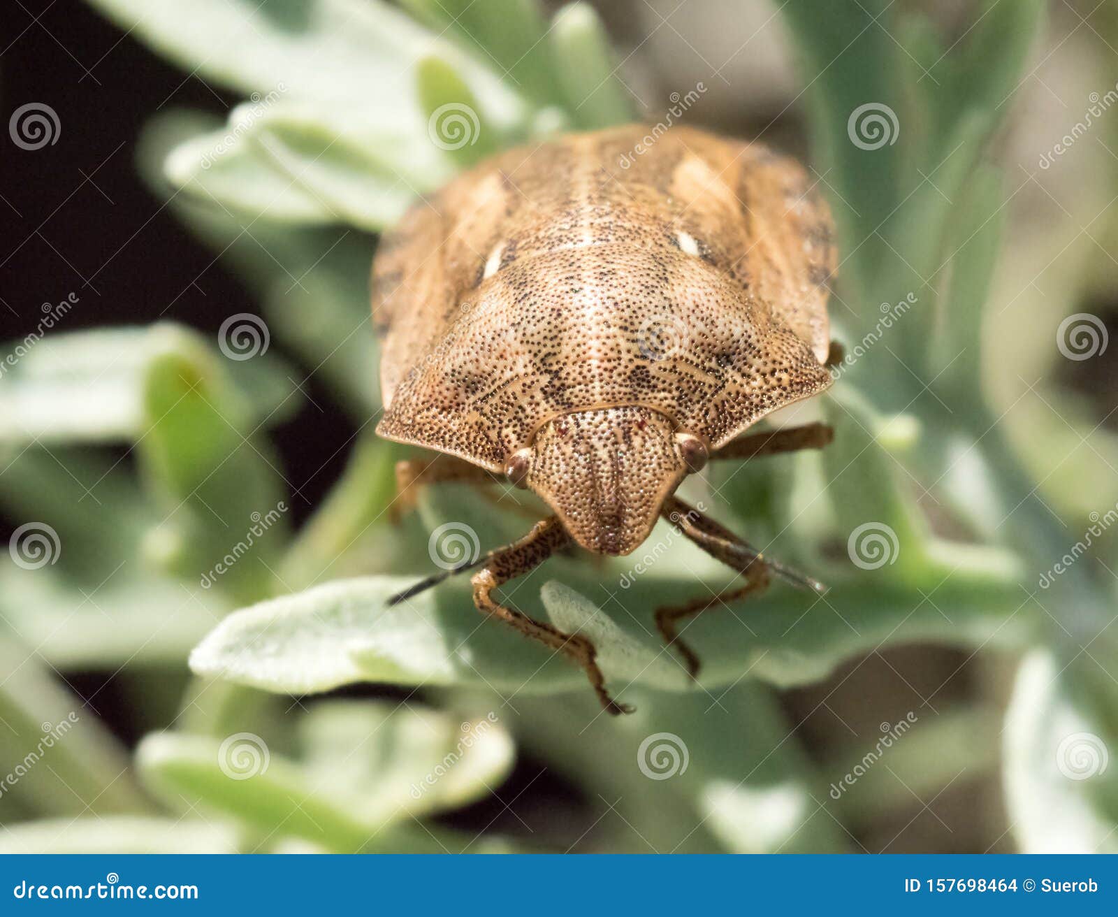Tortoise Shield Bug Macro stock photo. Image of eurygaster - 157698464