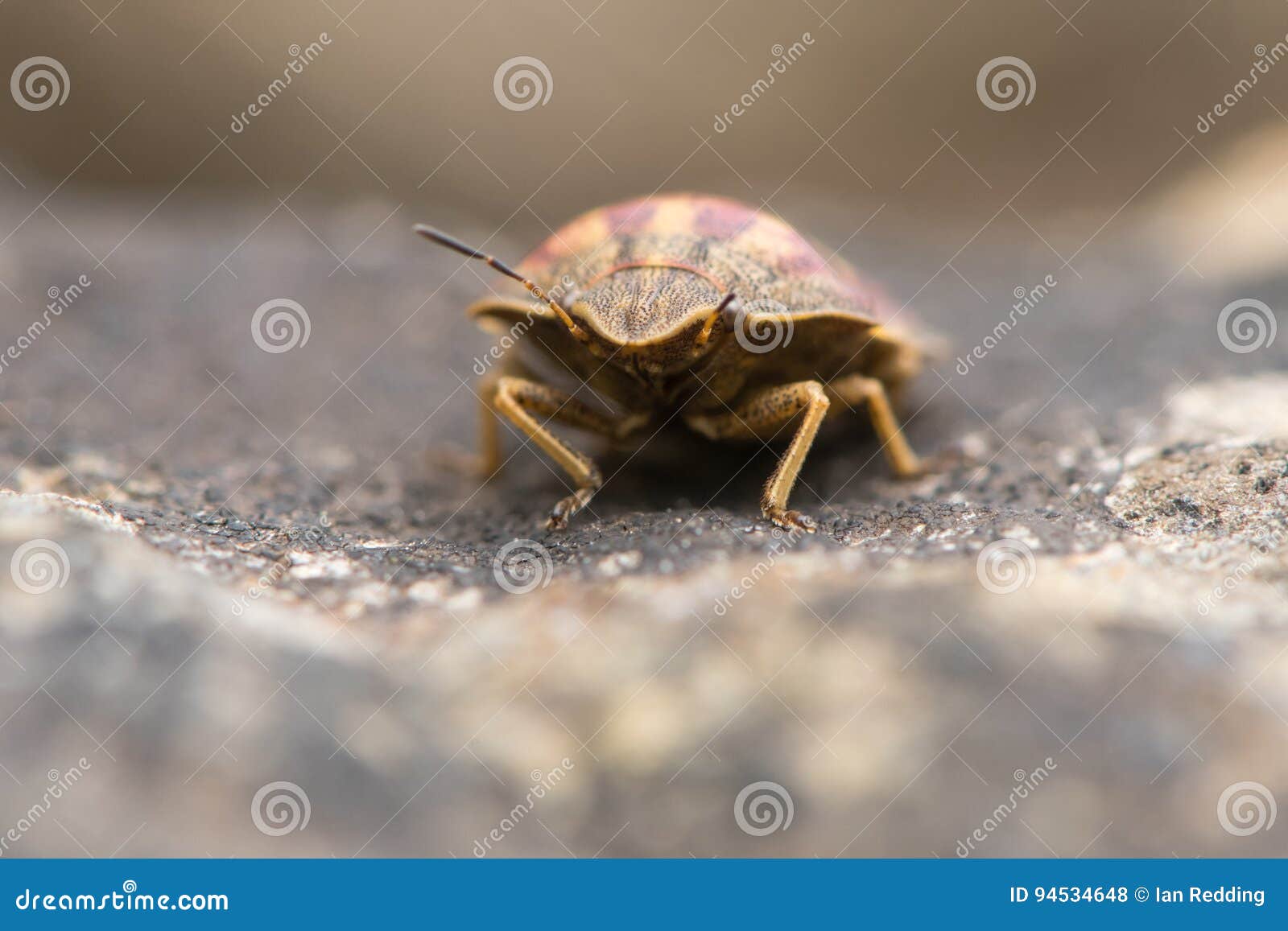 Tortoise Shieldbug & X28;Eurygaster Testudinaria& X29; Head on Stock ...