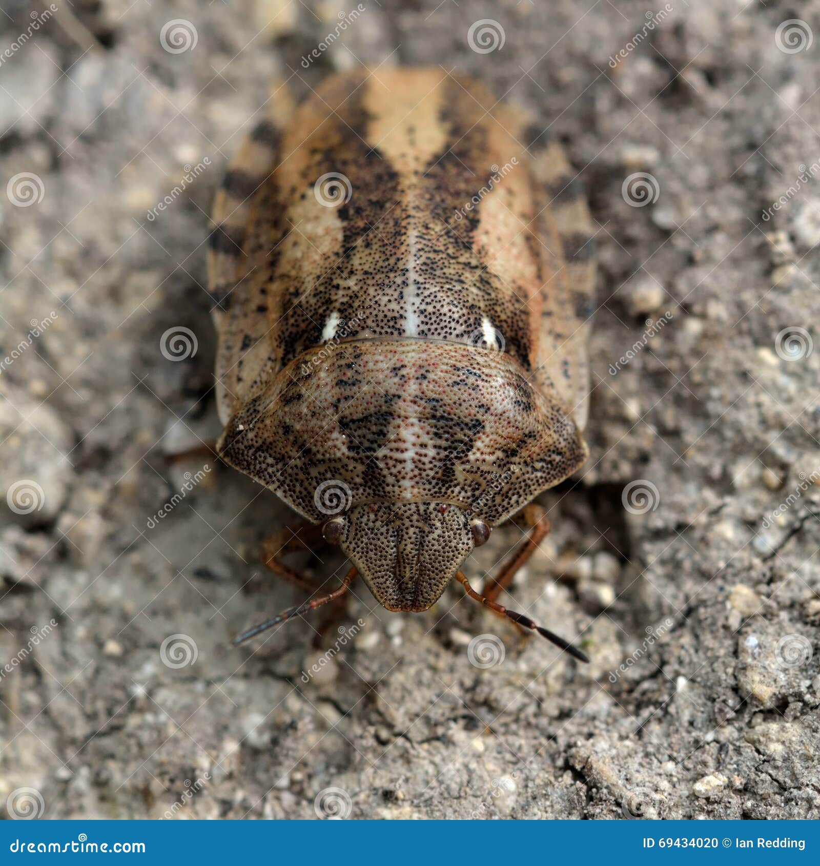 Tortoise Shieldbug (Eurygaster Testudinaria) Stock Photo - Image of ...