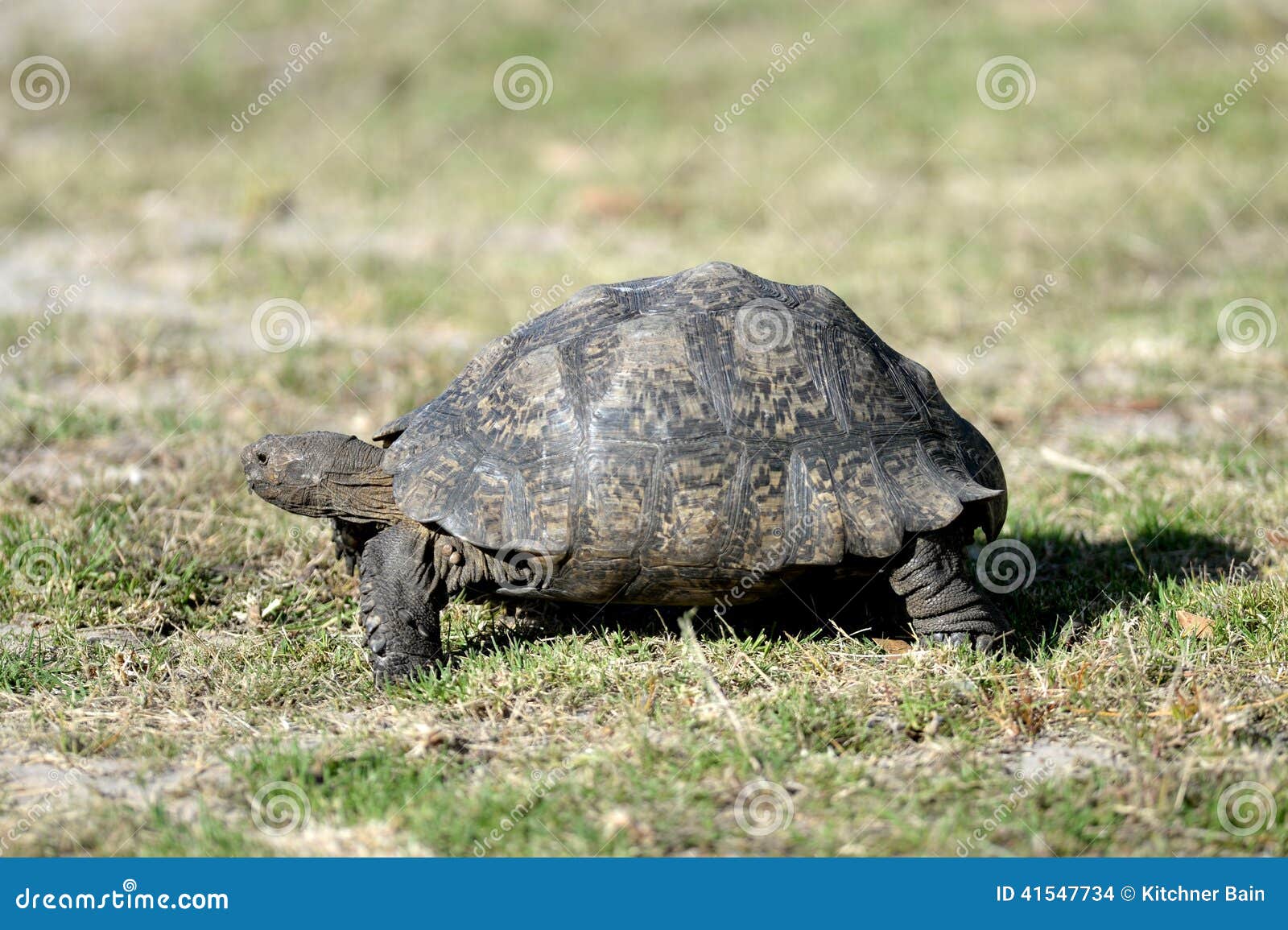 Tortoise stock photo. Image of fauna, head, environment - 41547734