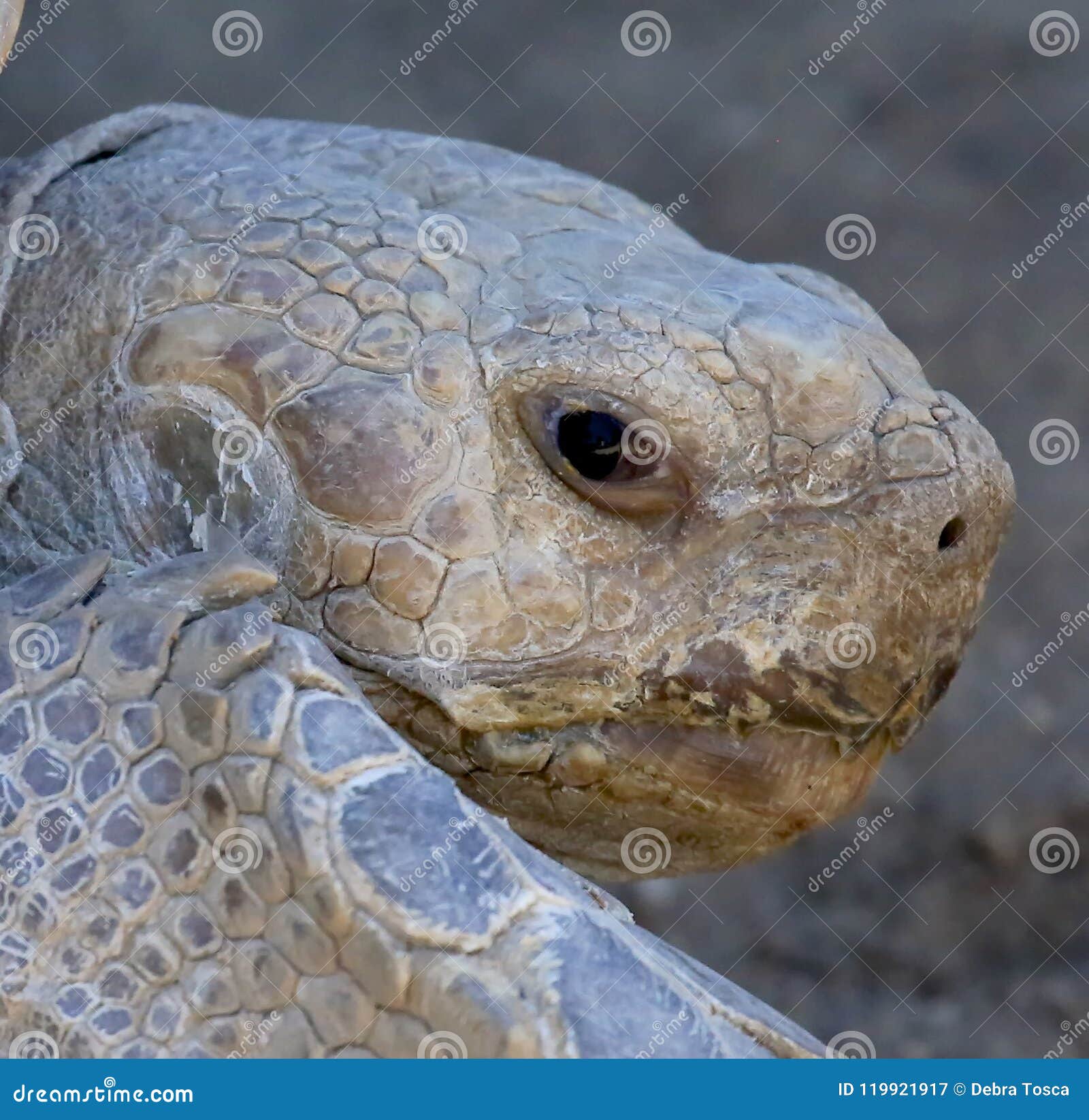 Tortoise stock image. Image of open, side, tortious - 119921917