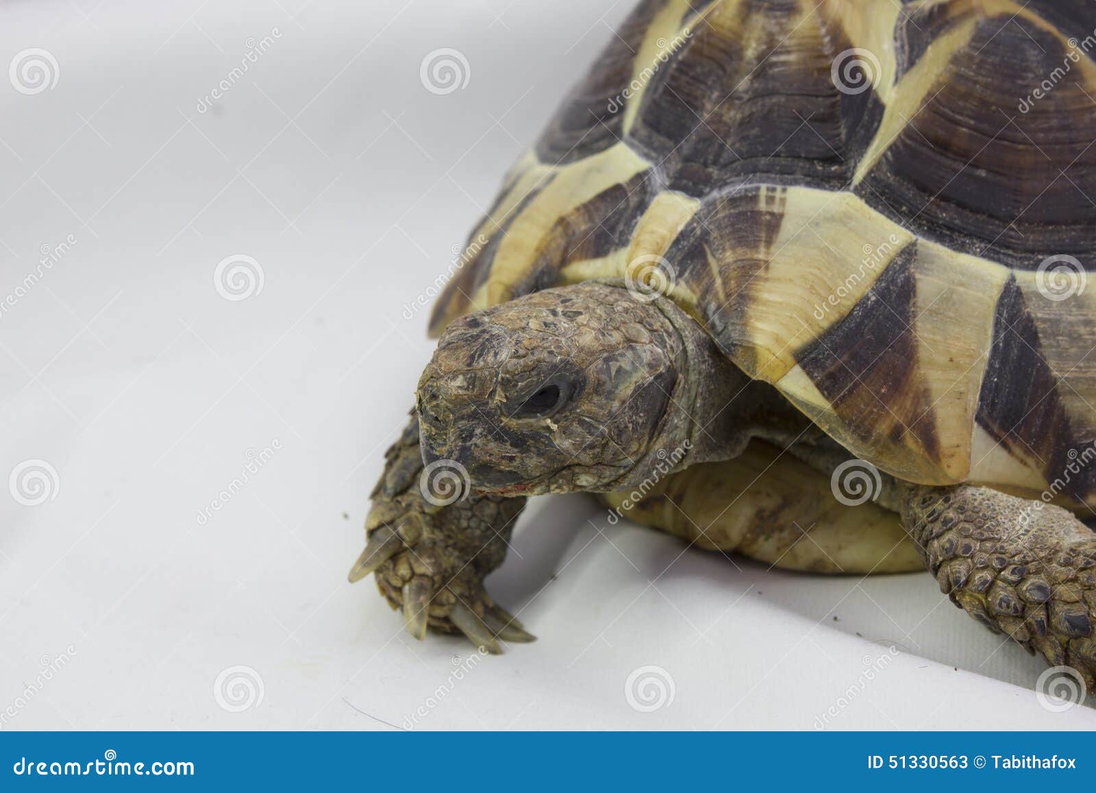 Tortoise stock image. Image of people, nature, domestic - 51330563