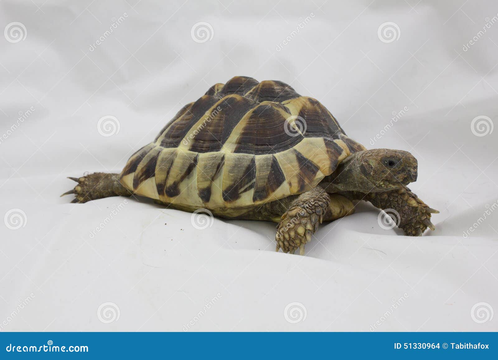 Tortoise stock photo. Image of testudo, turtle, single - 51330964