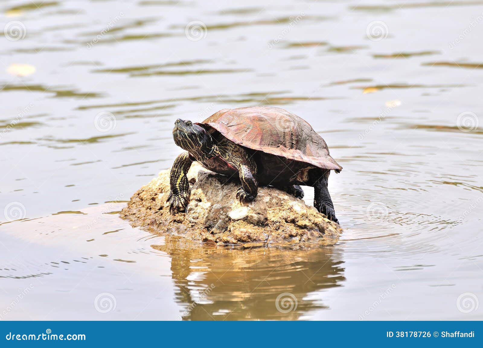 3,721 Tortoise Rock Stock Photos - Free & Royalty-Free Stock Photos ...