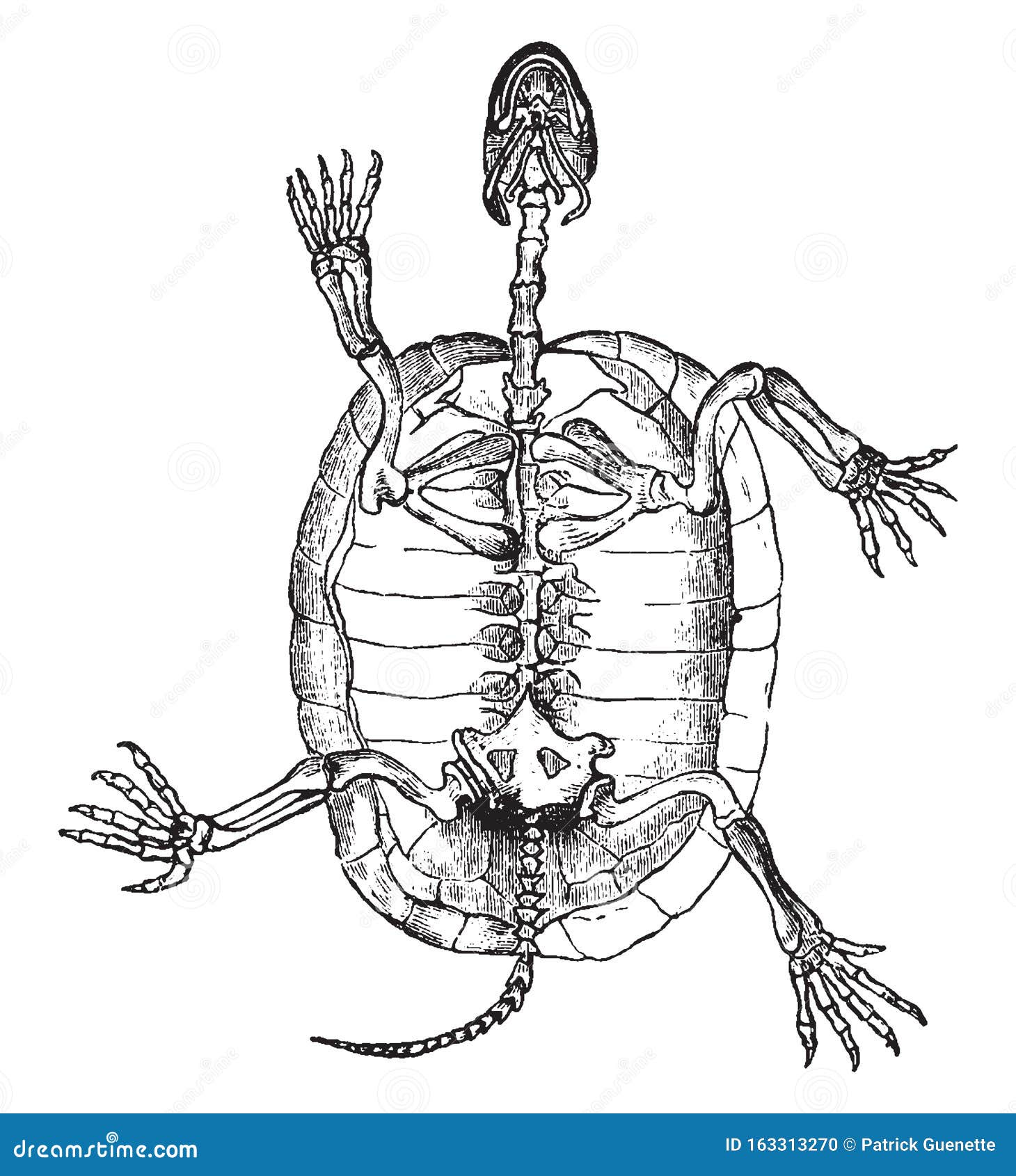 Tortoise Skeleton, Vintage Illustration Stock Vector - Illustration of ...