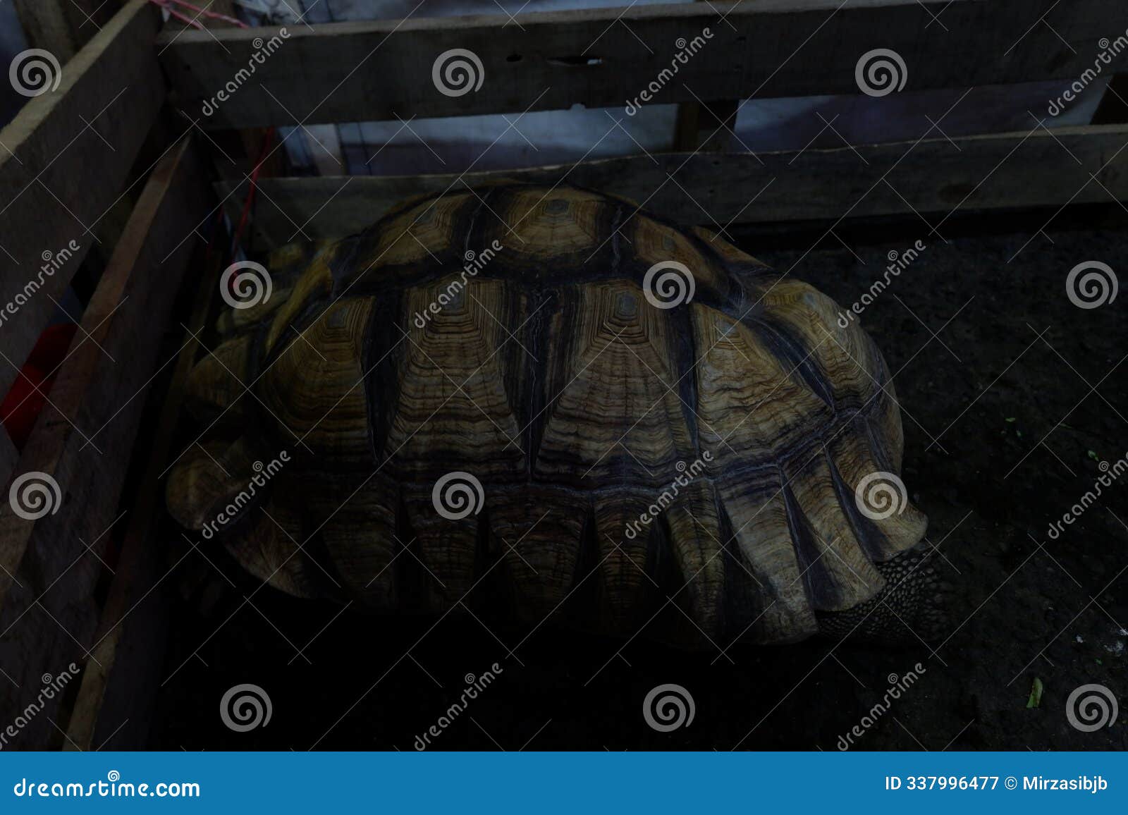 A Tortoise Sleeping in the Mud at Night Stock Image - Image of turtle ...