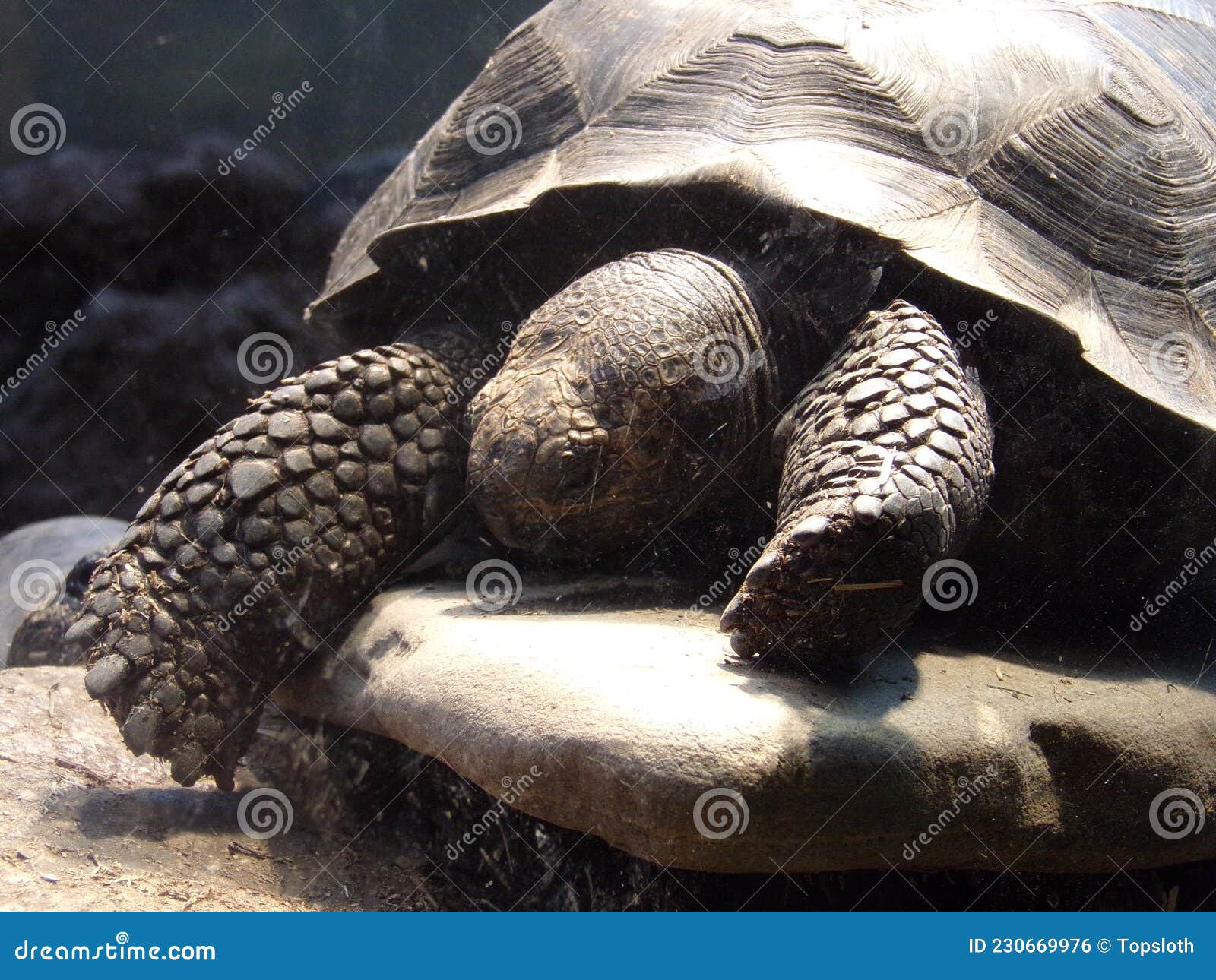 Tortoise Sleeping and Sun Bathing Stock Photo - Image of wildlife ...
