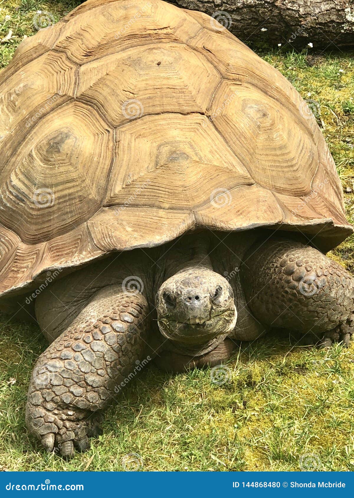 Tortoise stock photo. Image of moving, slow, tortoise - 144868480