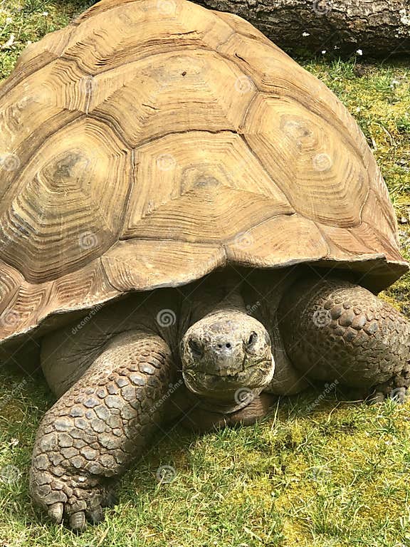 Tortoise stock photo. Image of moving, slow, tortoise - 144868480