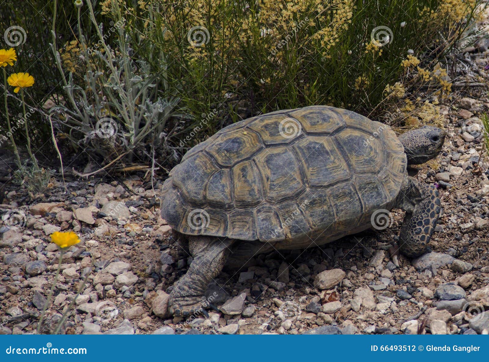 Tortoise stock photo. Image of nature, tortoise, united - 66493512