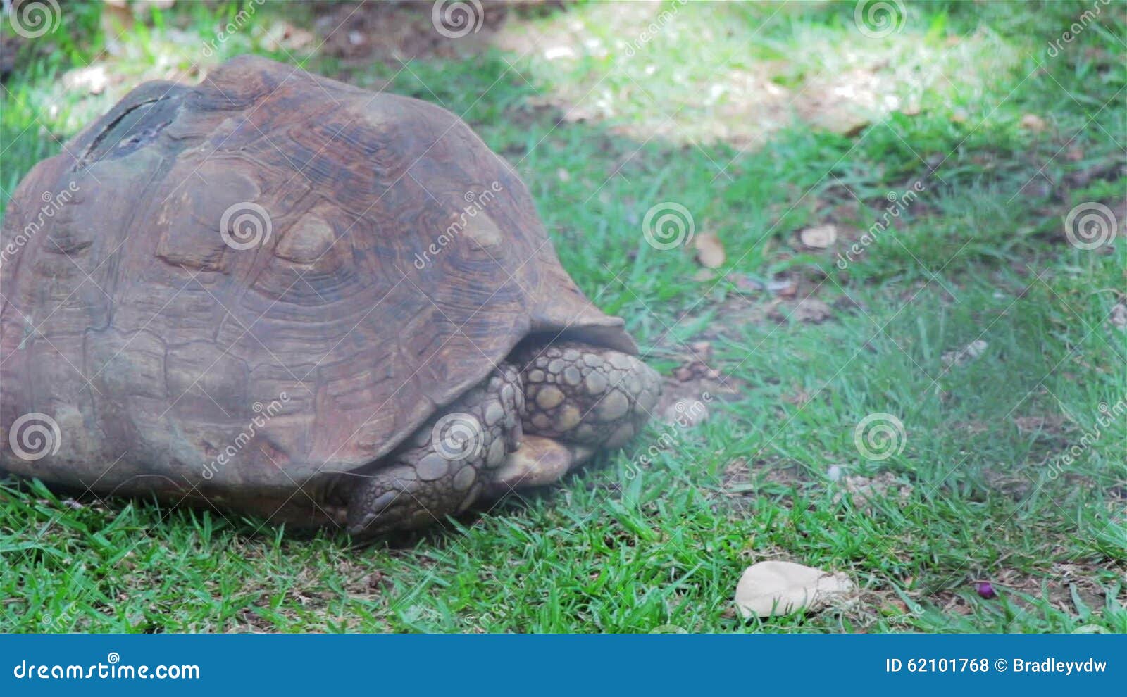 Tortoise Slowly Sticks Head Out of Shell Stock Footage - Video of ...