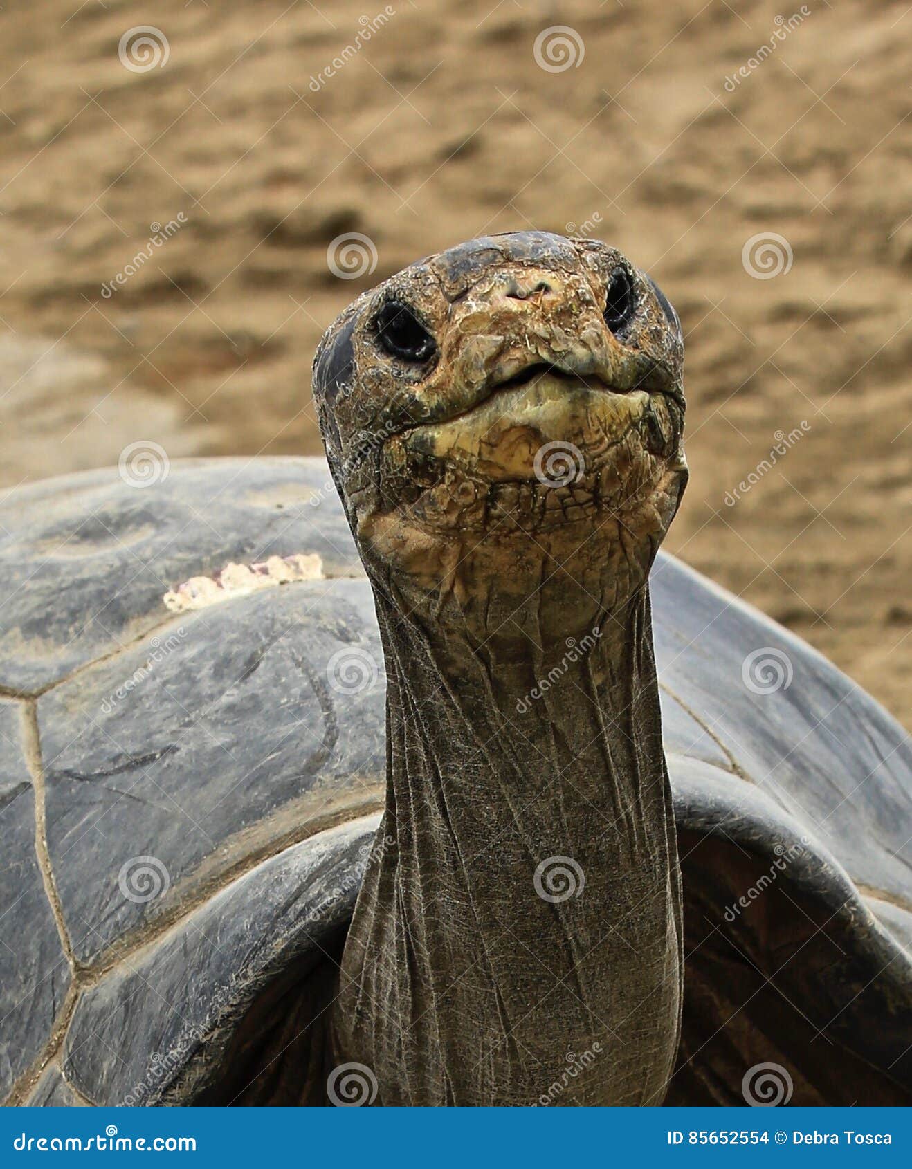 Tortoise stock photo. Image of reptile, eyes, tortoise - 85652554
