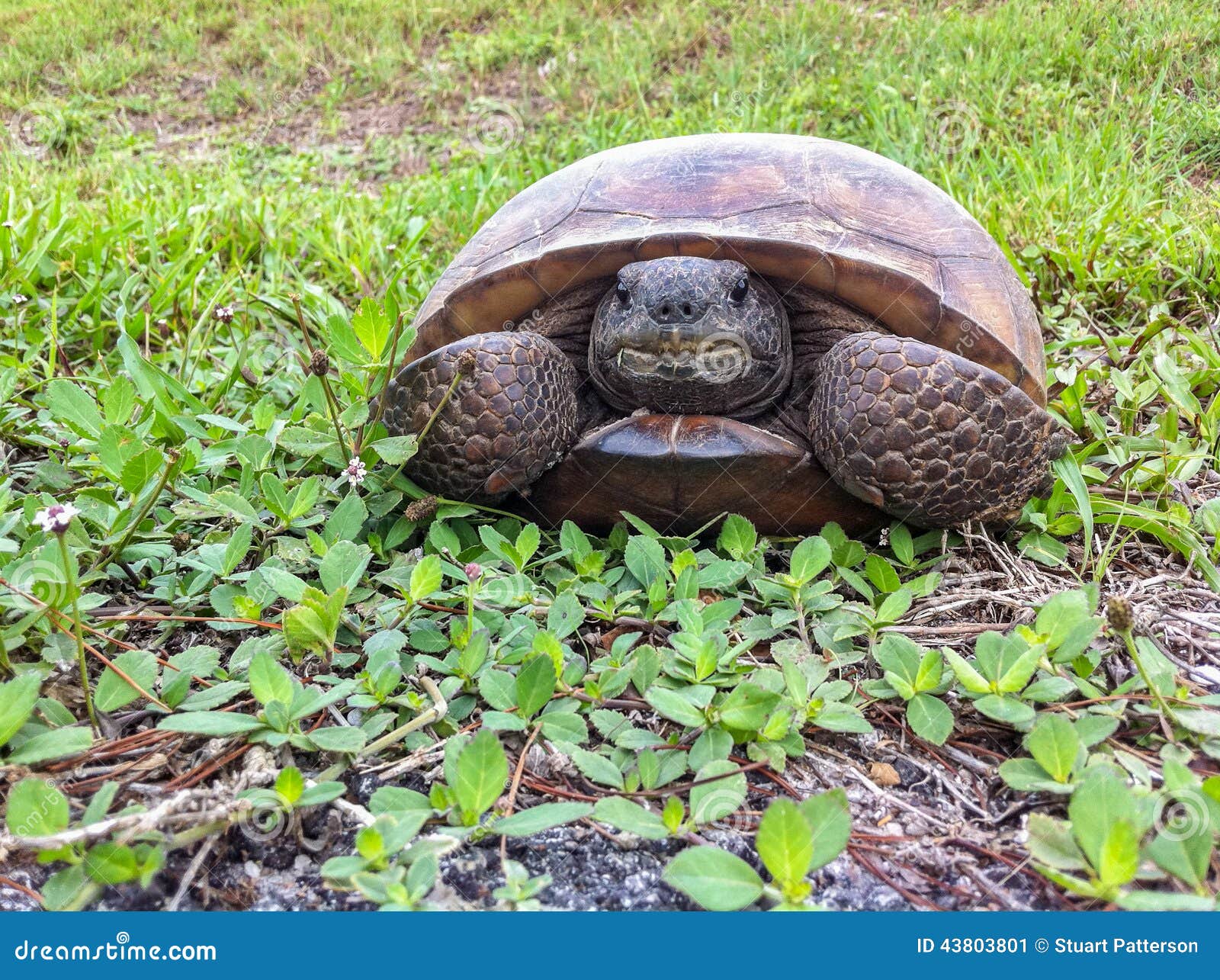 A Smiling Turtle stock image. Image of green, zoology - 43803801