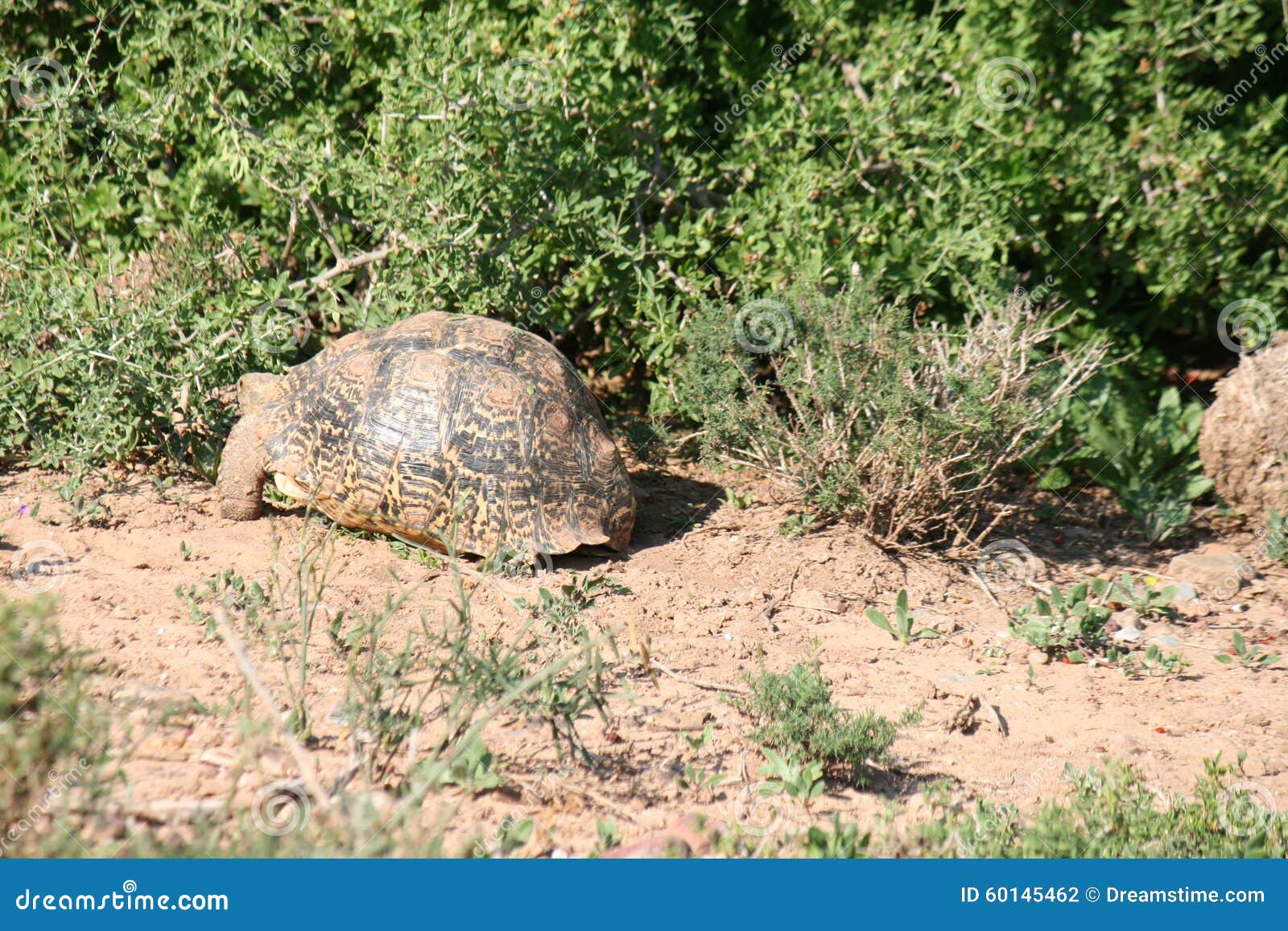 Tortoise in South Africa stock photo. Image of shadow - 60145462