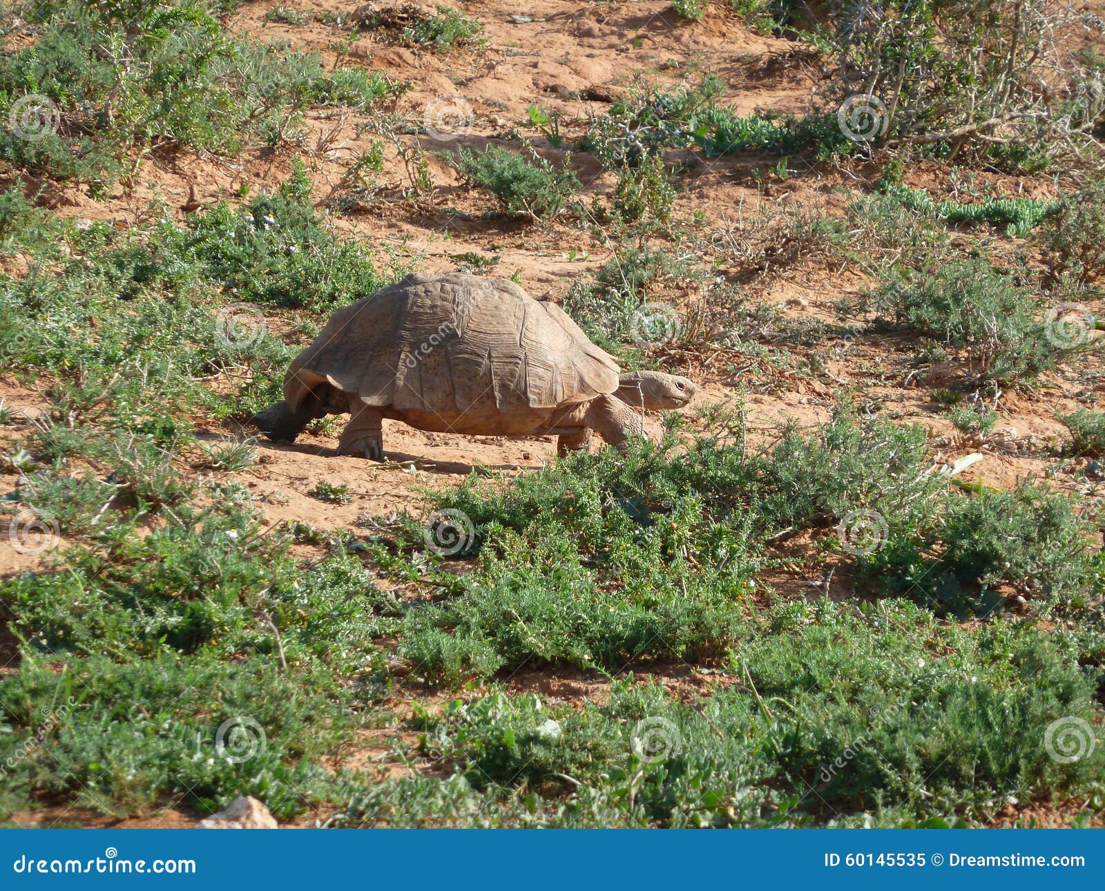Tortoise in South Africa stock image. Image of tortoise - 60145535