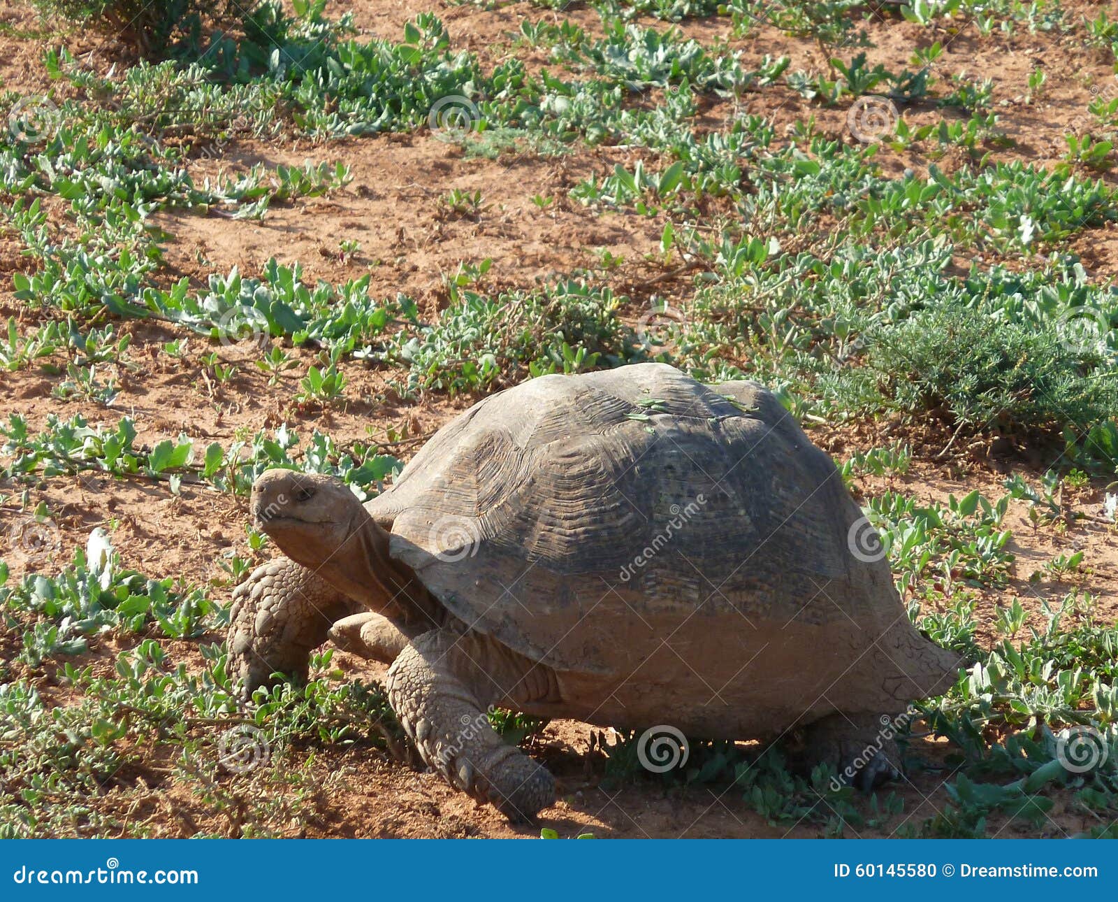 Tortoise in South Africa stock photo. Image of soft, shadow - 60145580