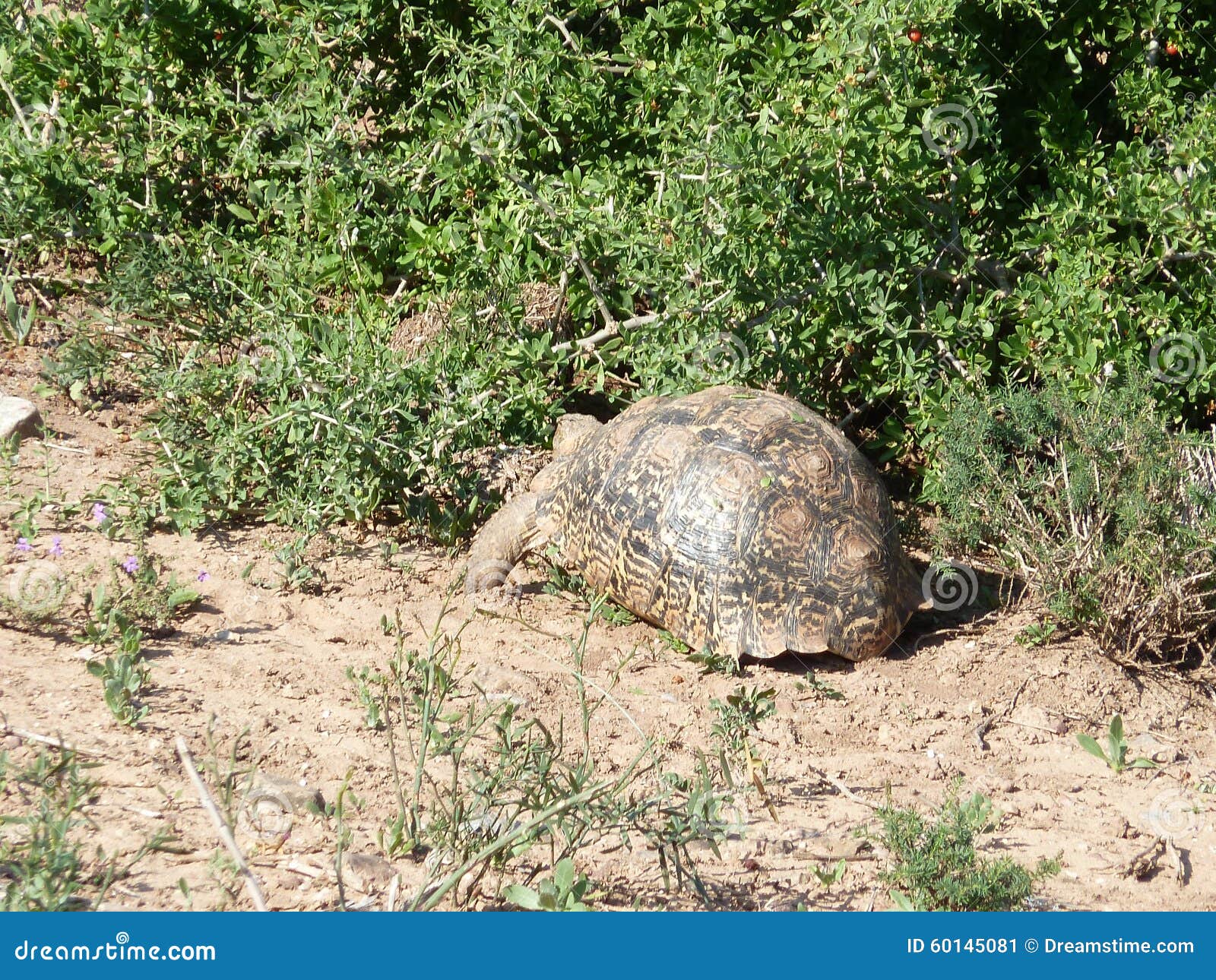 Tortoise in South Africa stock image. Image of trees - 60145081