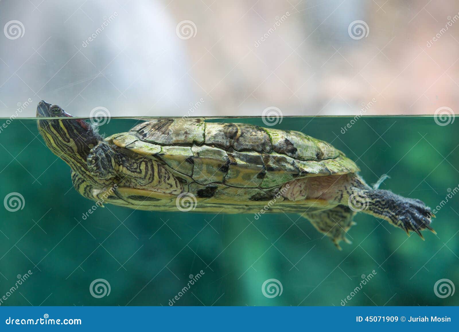 Tortoise Specimen in a Tank. Stock Image - Image of float, specimen ...