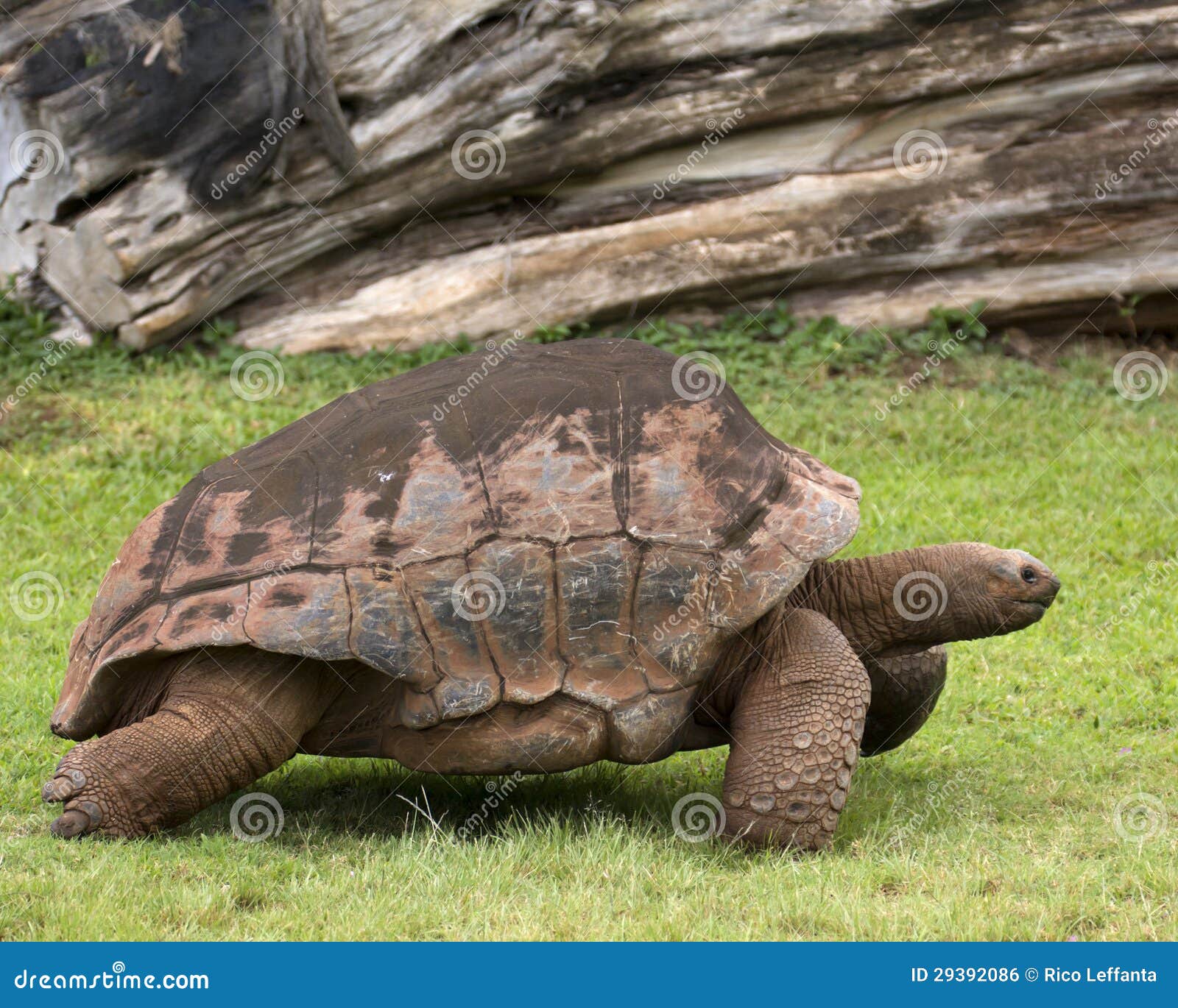 Tortoise Speed stock photo. Image of slow, reptile, race - 29392086
