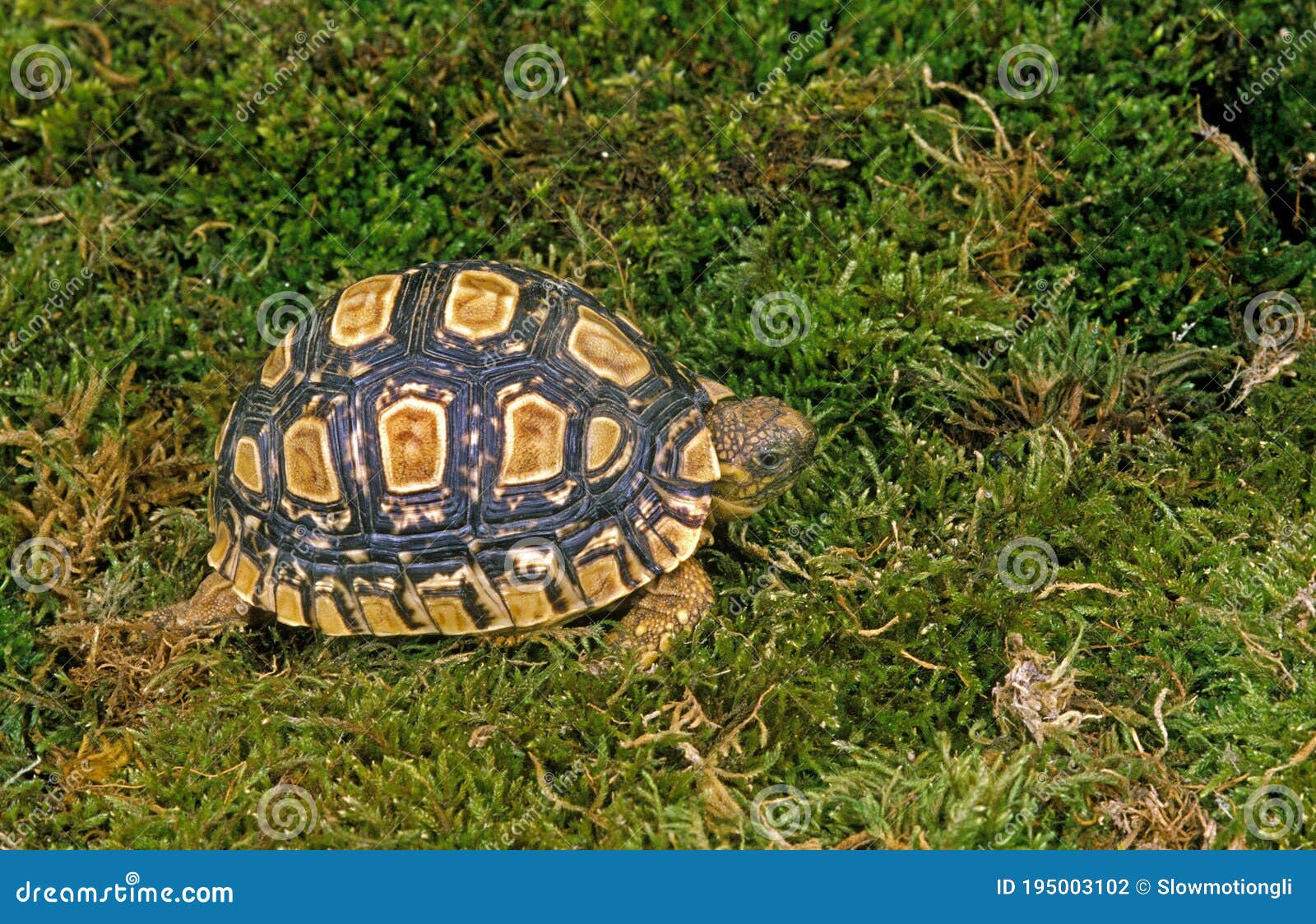 TORTOISE STANDING on MOSS stock photo. Image of tortoise - 195003102