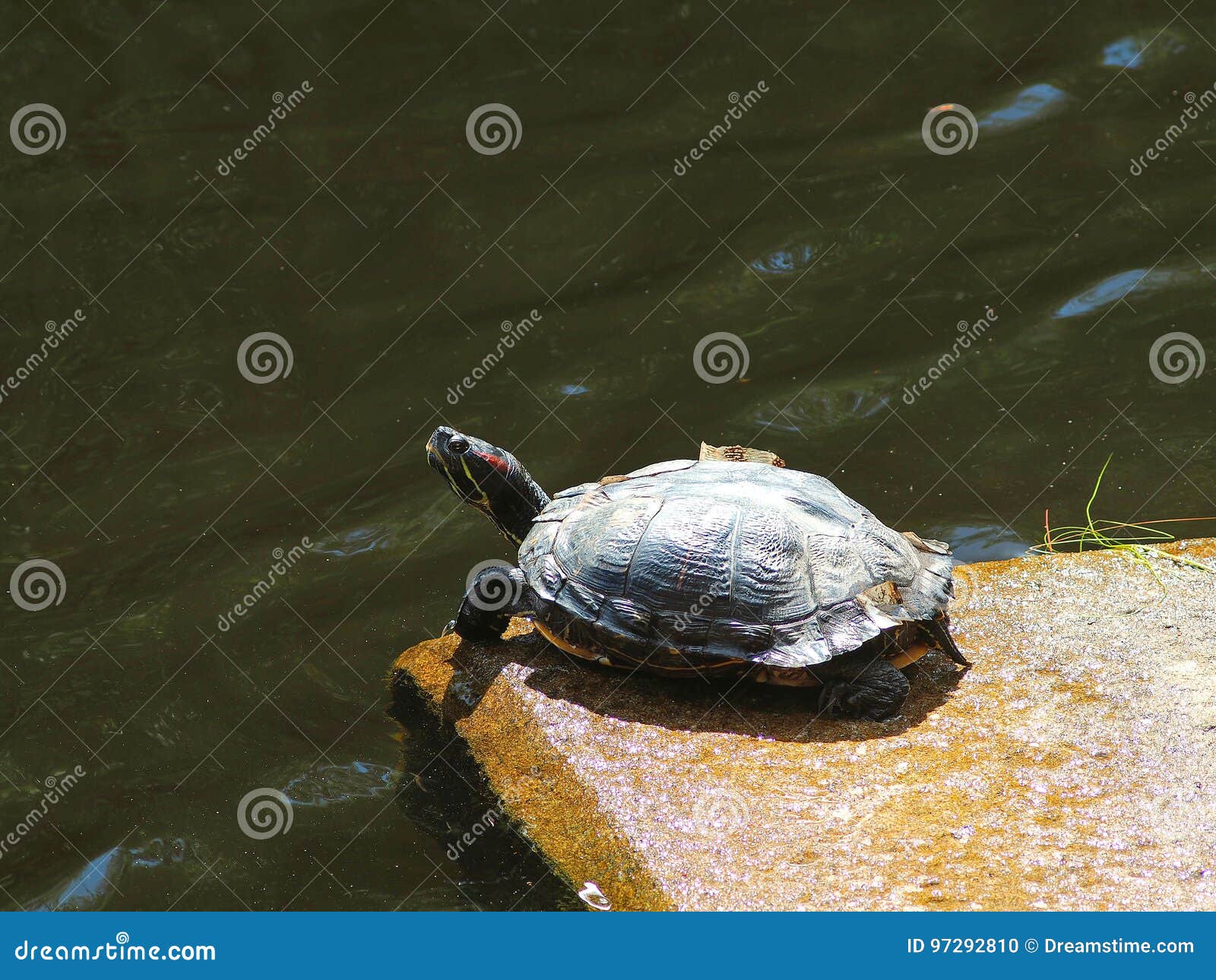Tortoise stock photo. Image of darwin, pond, resting - 97292810
