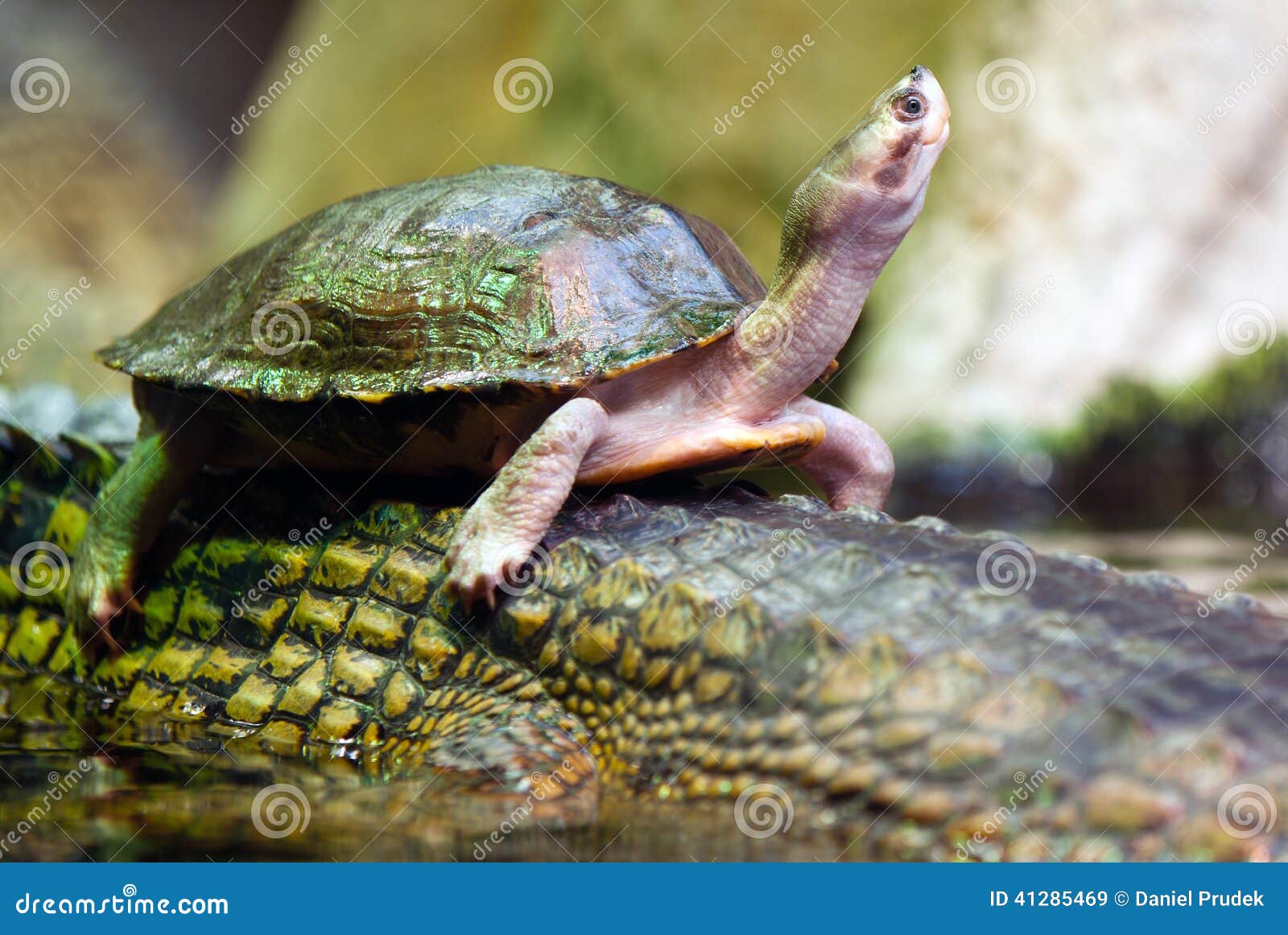 Tortoise Swiming on the Back of Crocodile Stock Image - Image of ...